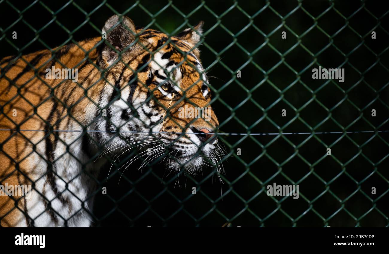 Hodenhagen, Germany. 06th July, 2023. Four-year-old Siberian tiger ...