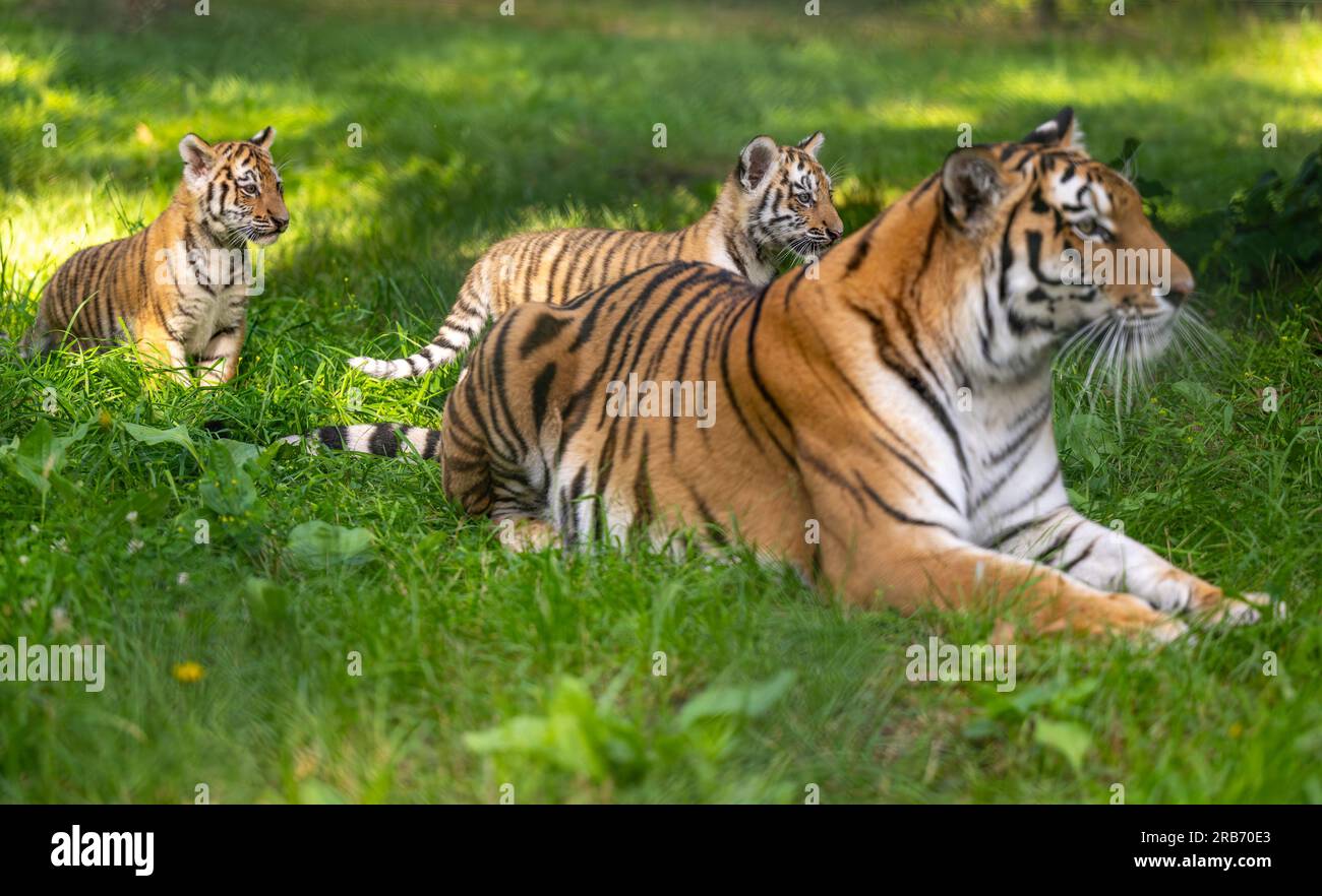 Hodenhagen, Germany. 06th July, 2023. Siberian tiger Anastasia (6 ...