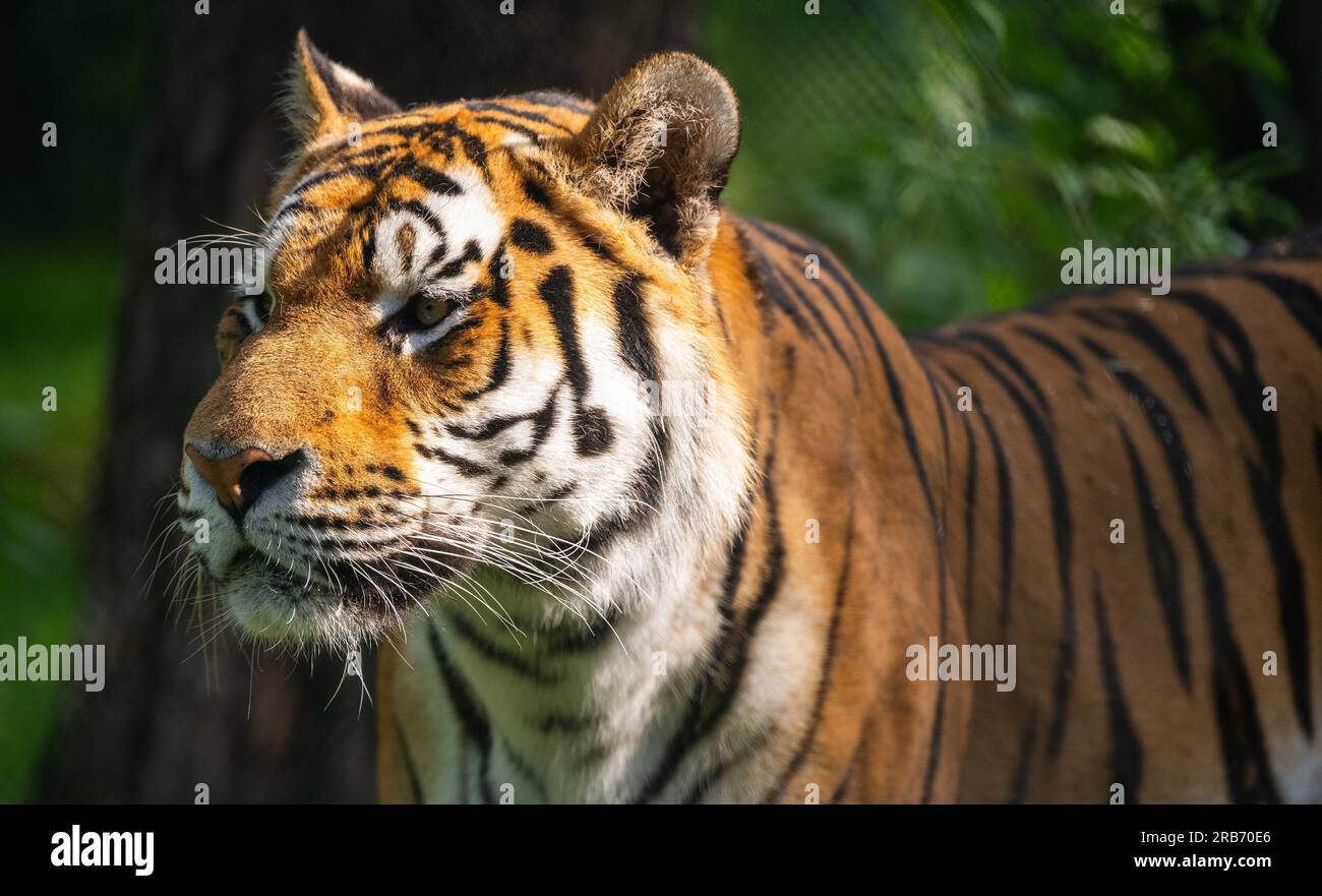 Hodenhagen, Germany. 06th July, 2023. Four-year-old Siberian tiger ...