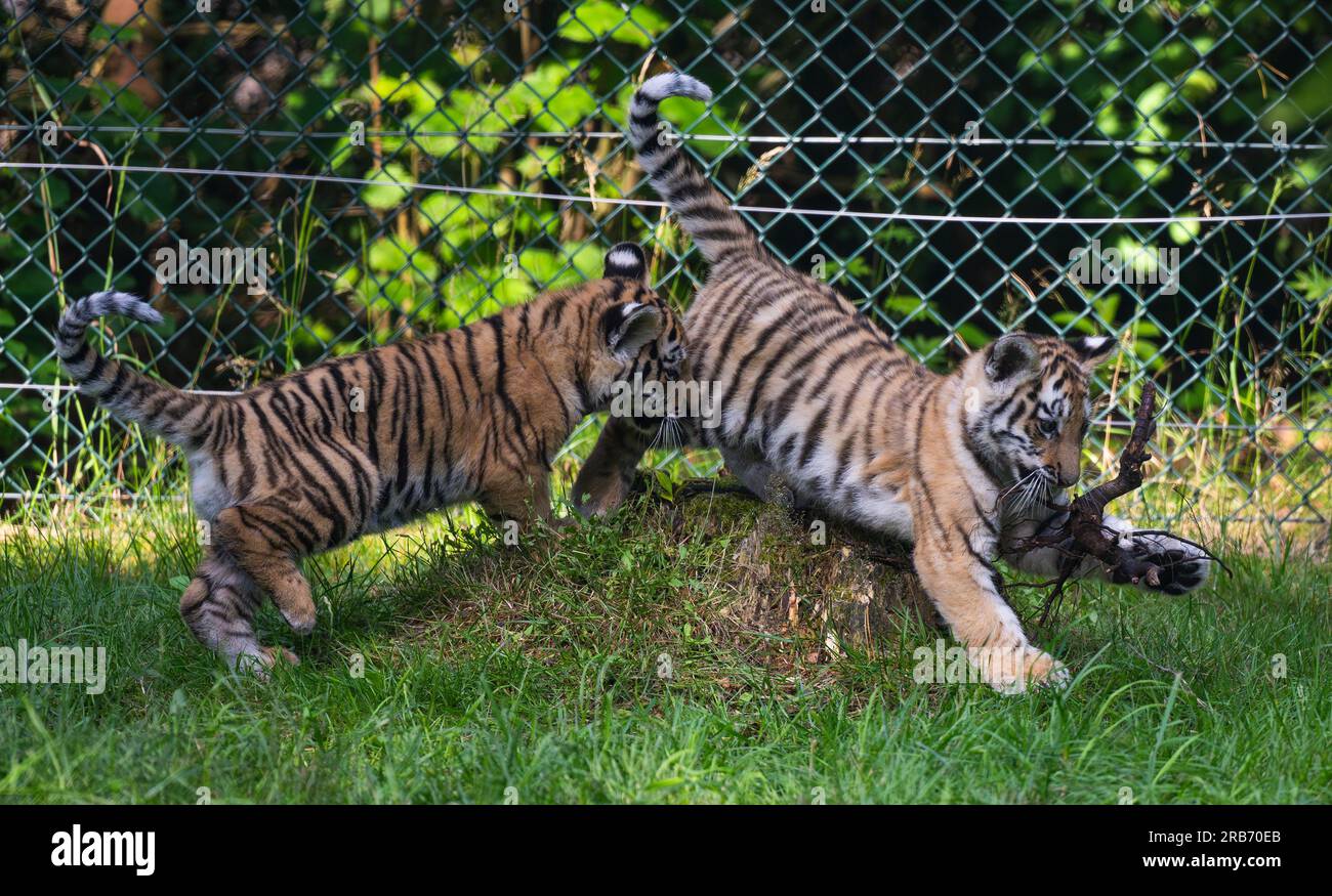 Hodenhagen, Germany. 06th July, 2023. These two Siberian tigers, just ...