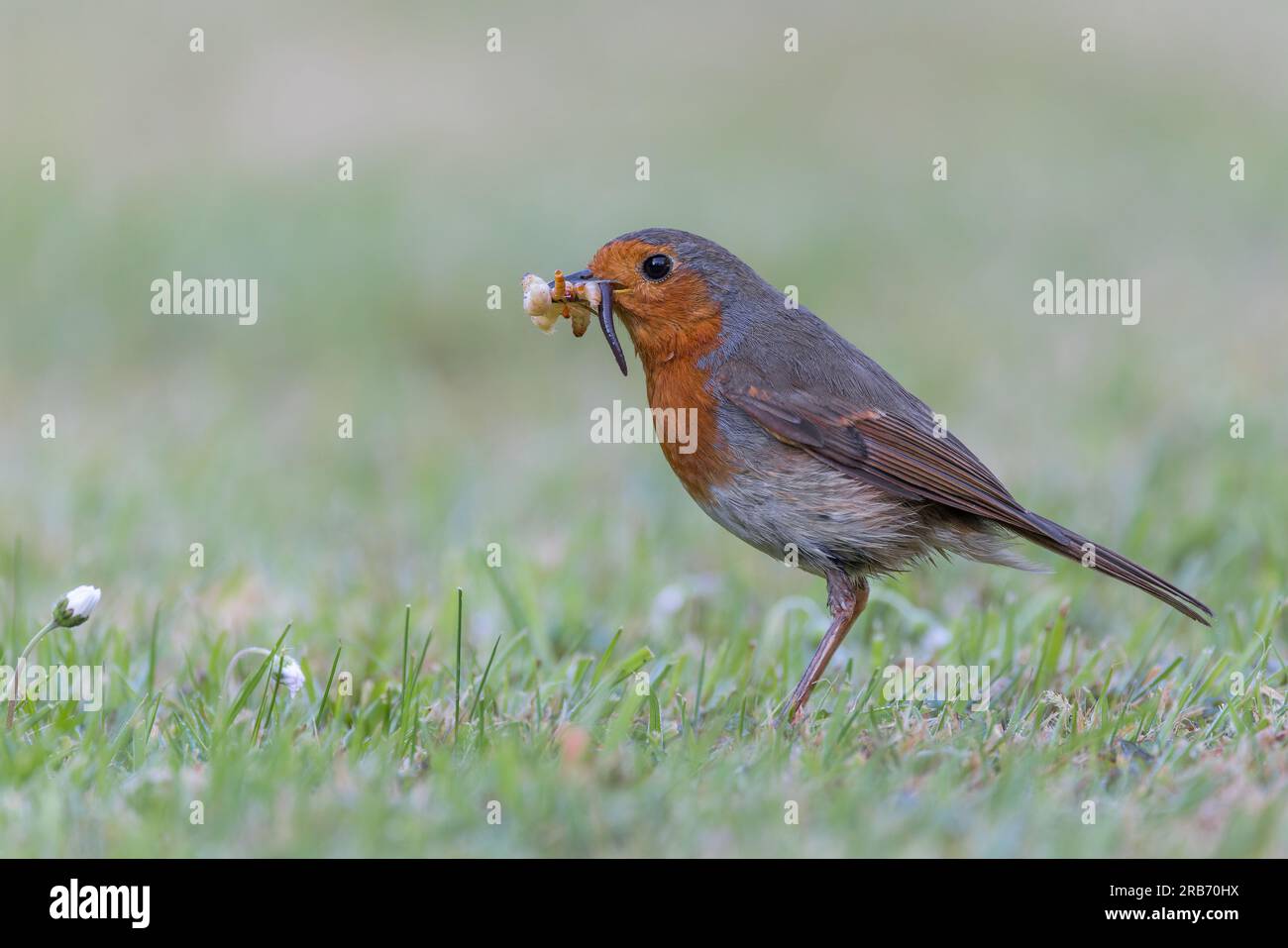 European Robin [ Erithacus rubecula ] on garden lawn with white grubs ...