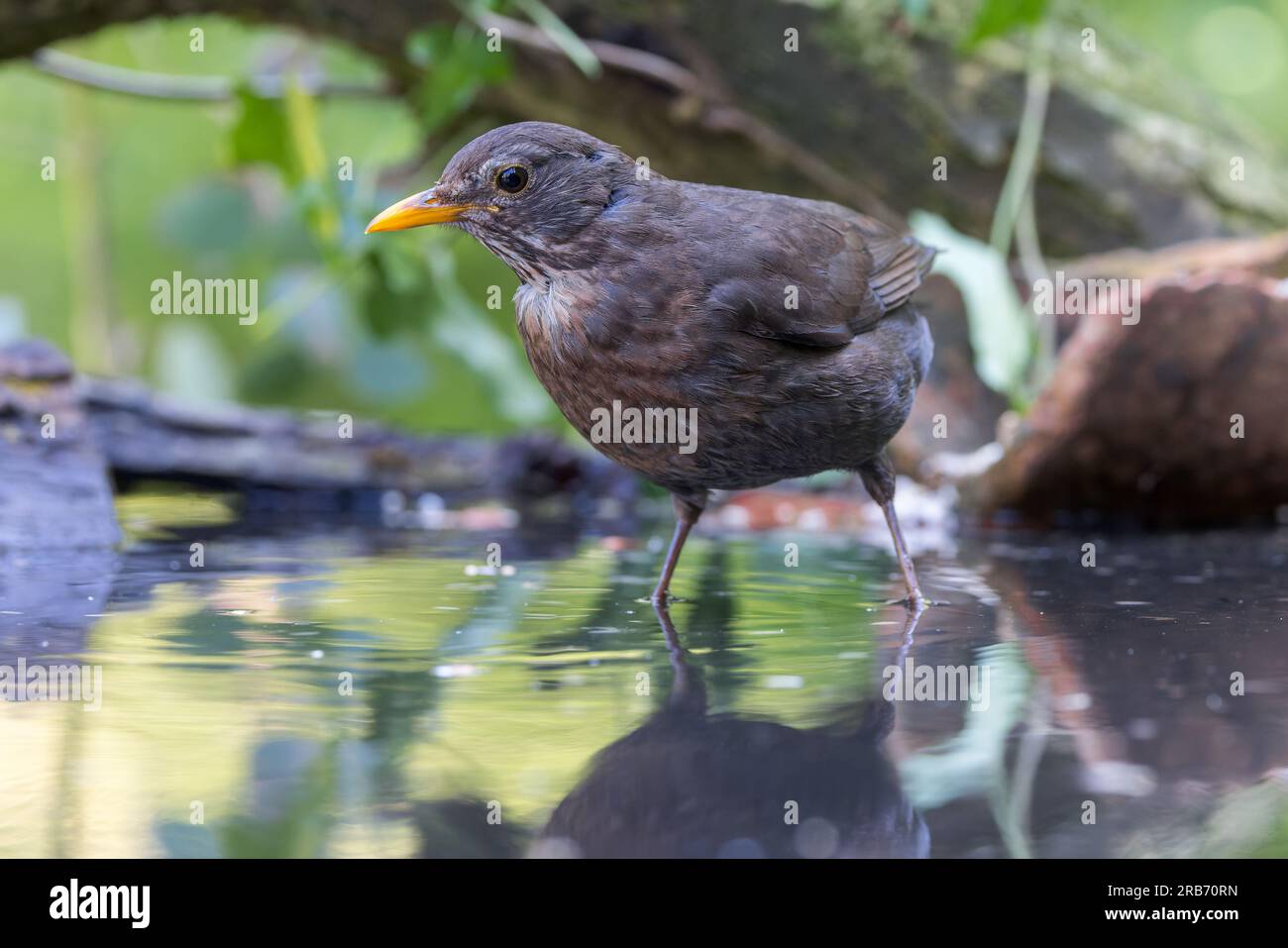 Common Blackbird [ Turdus merula ] Female bird in pond with reflection ...