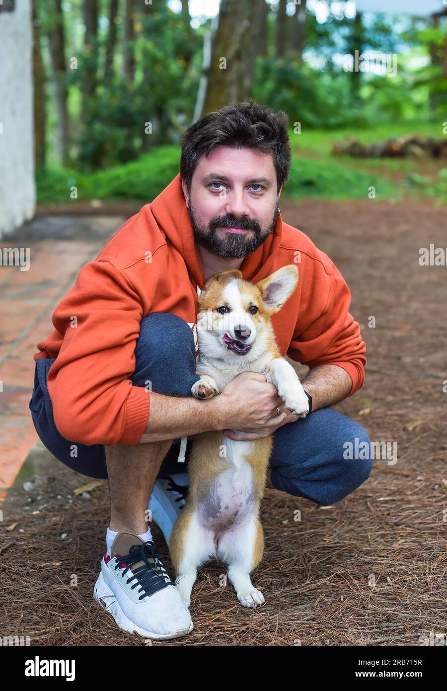 Welsh corgi dog playing stick hi-res stock photography and images - Alamy