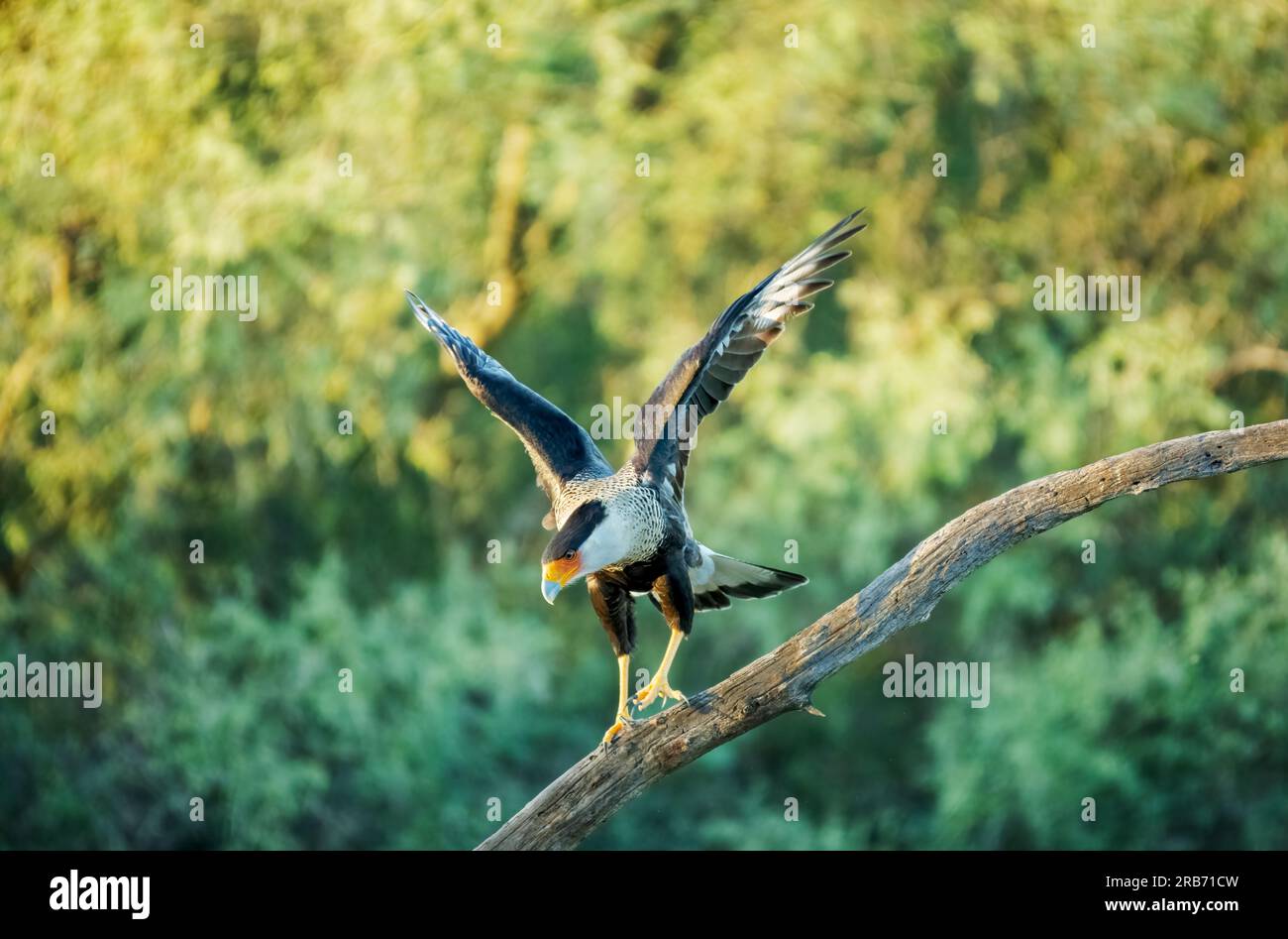 Caracara carrion hawk hi-res stock photography and images - Alamy