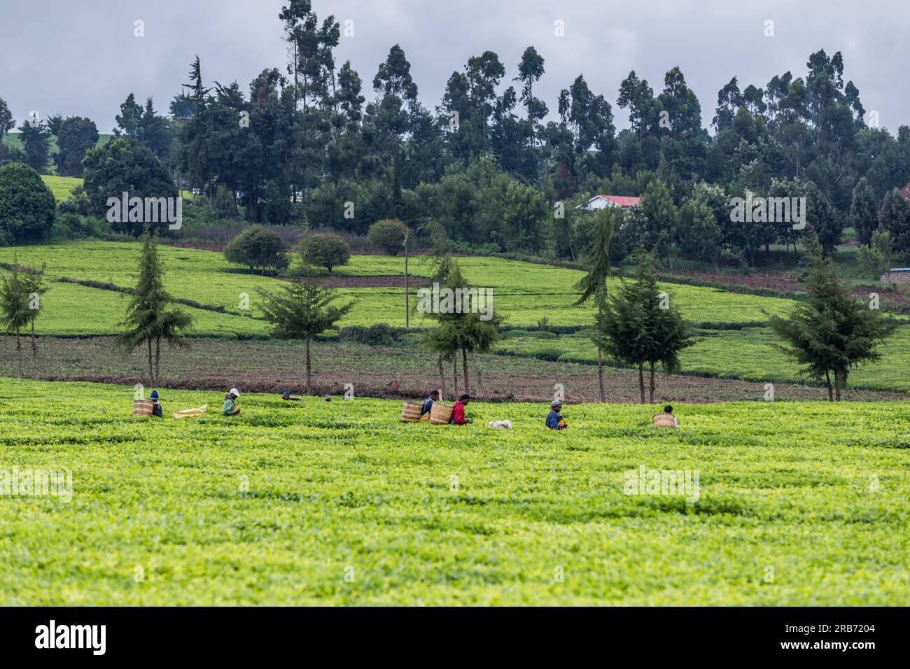 Tea leaves farm estate plantations large scale in Kiambu county Kenya ...