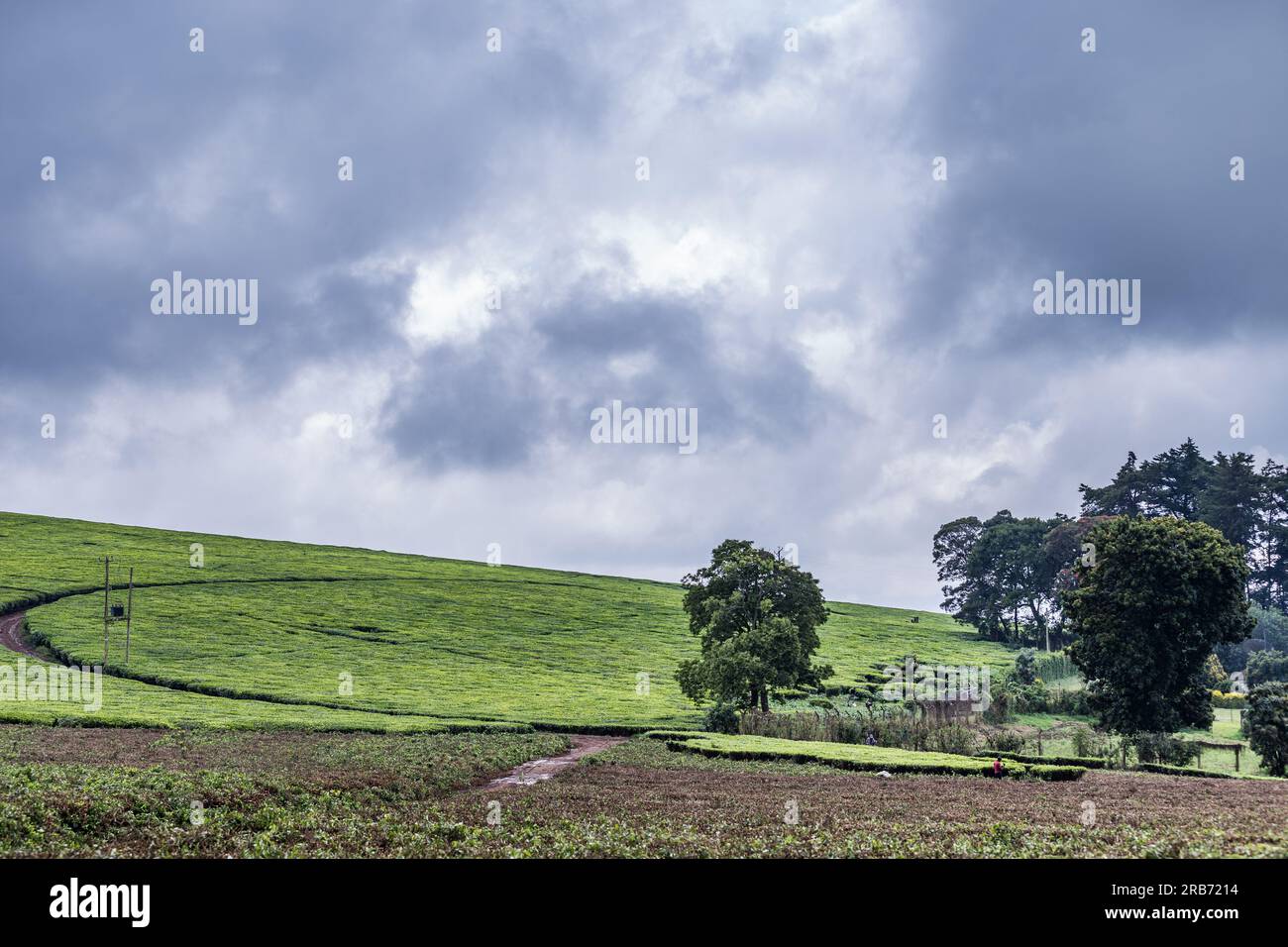 Tea leaves farm estate plantations large scale in Kiambu county Kenya ...