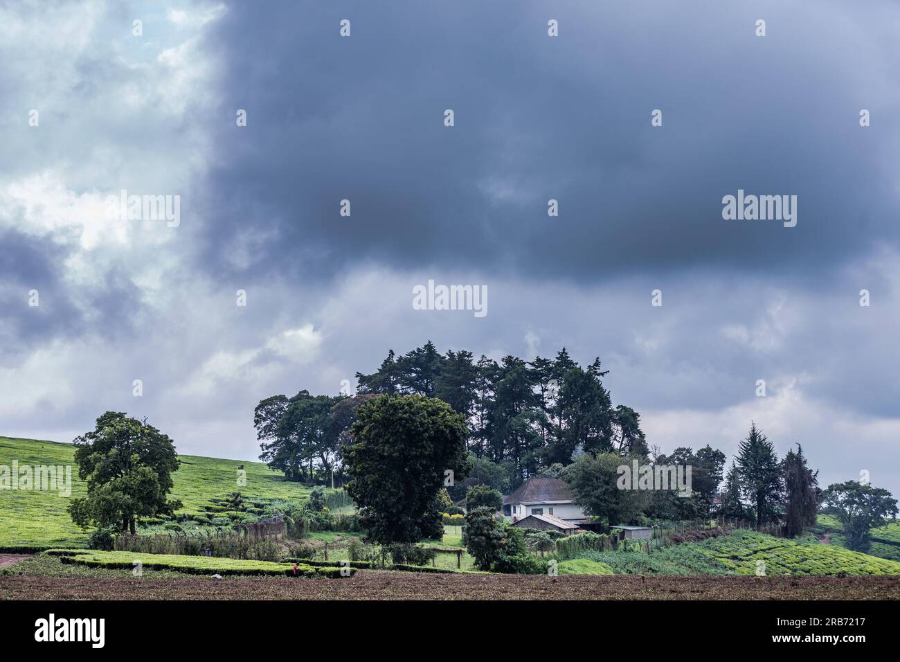 Tea leaves farm estate plantations large scale in Kiambu county Kenya ...