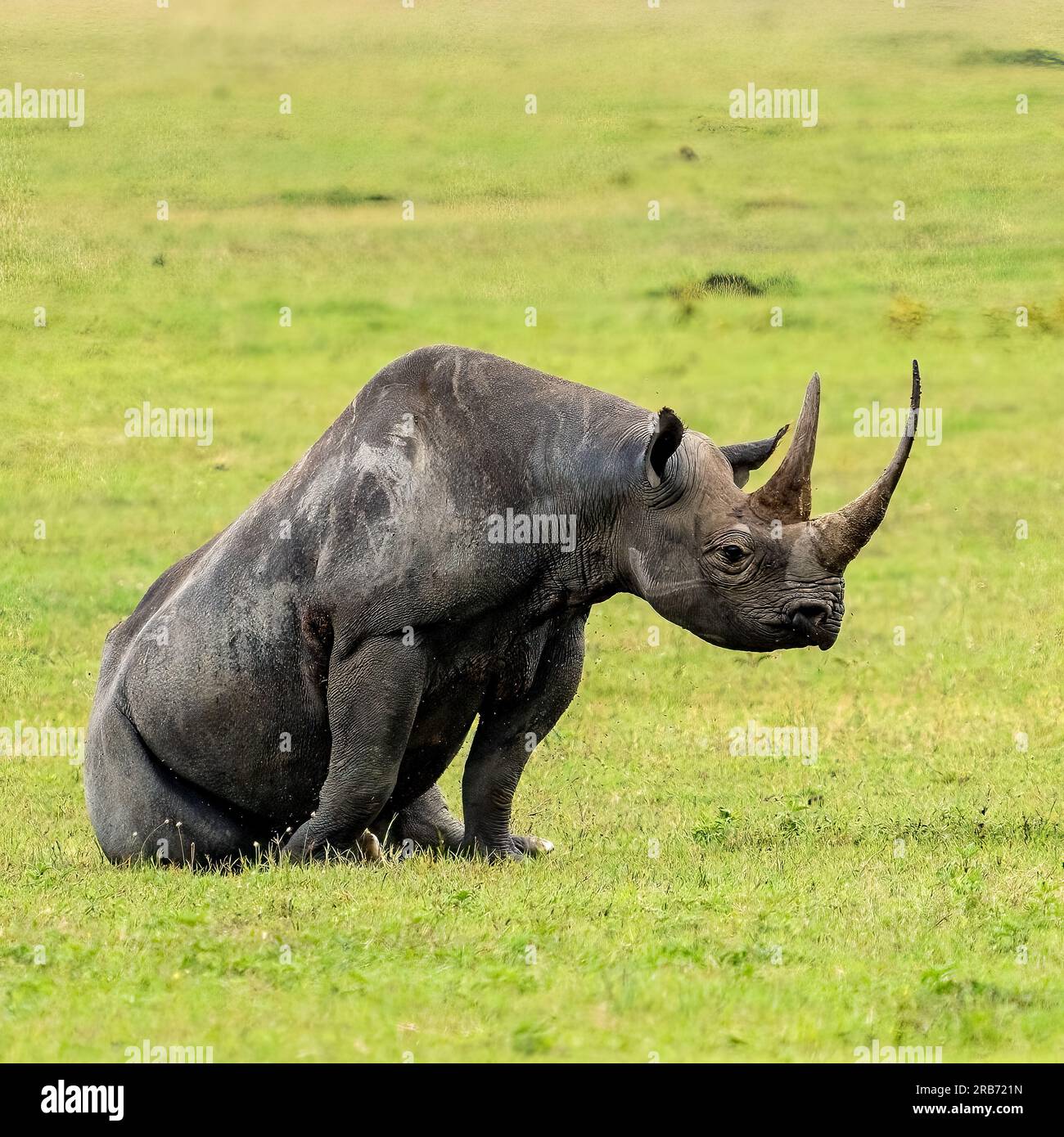 Rhino sitting down taking a rest in the heat in Ngorongoro crater Stock ...