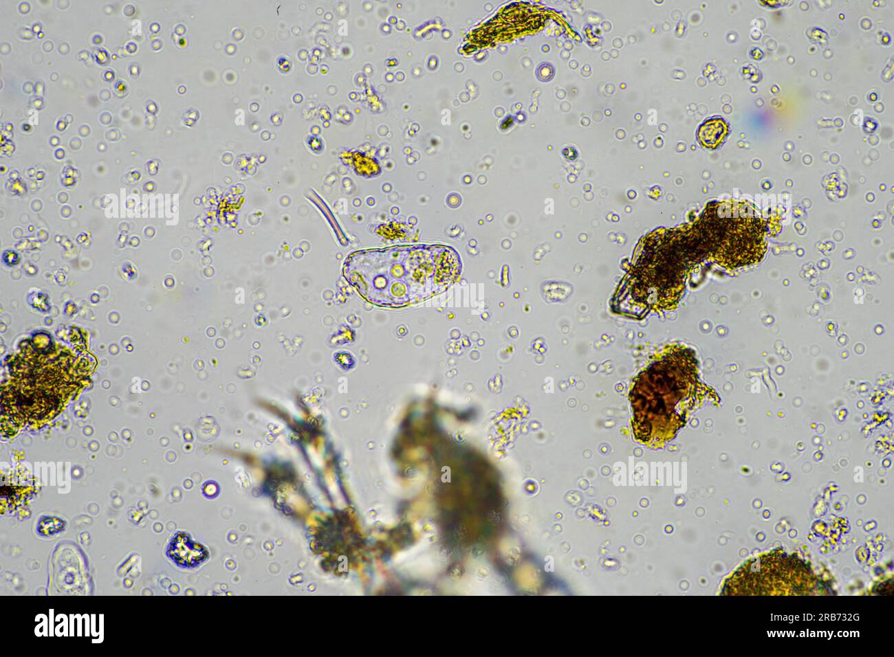 Flagellates Under Microscope
