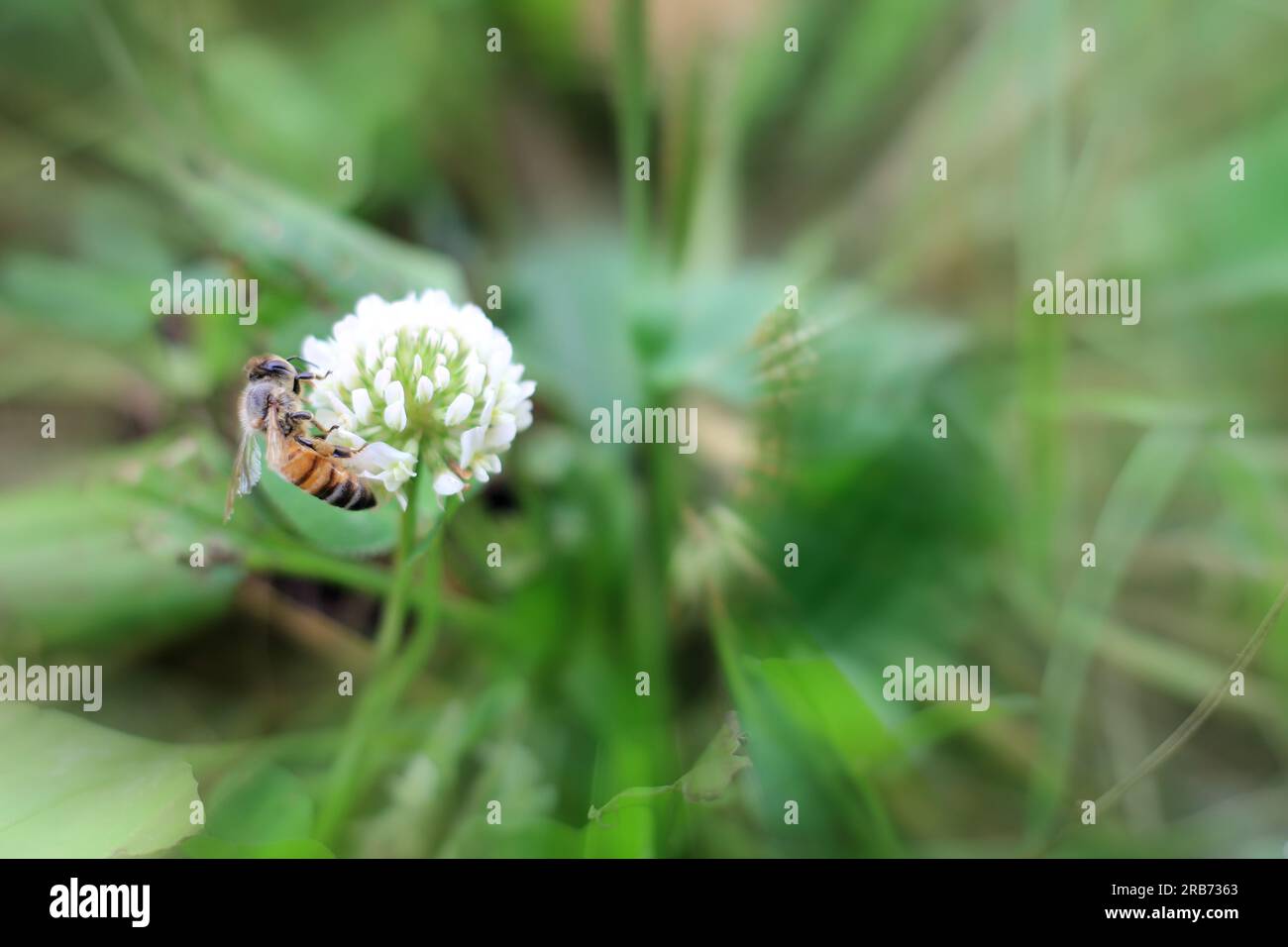 Close up of wild bee in mid-air next to a clover flower. Summer garden ...