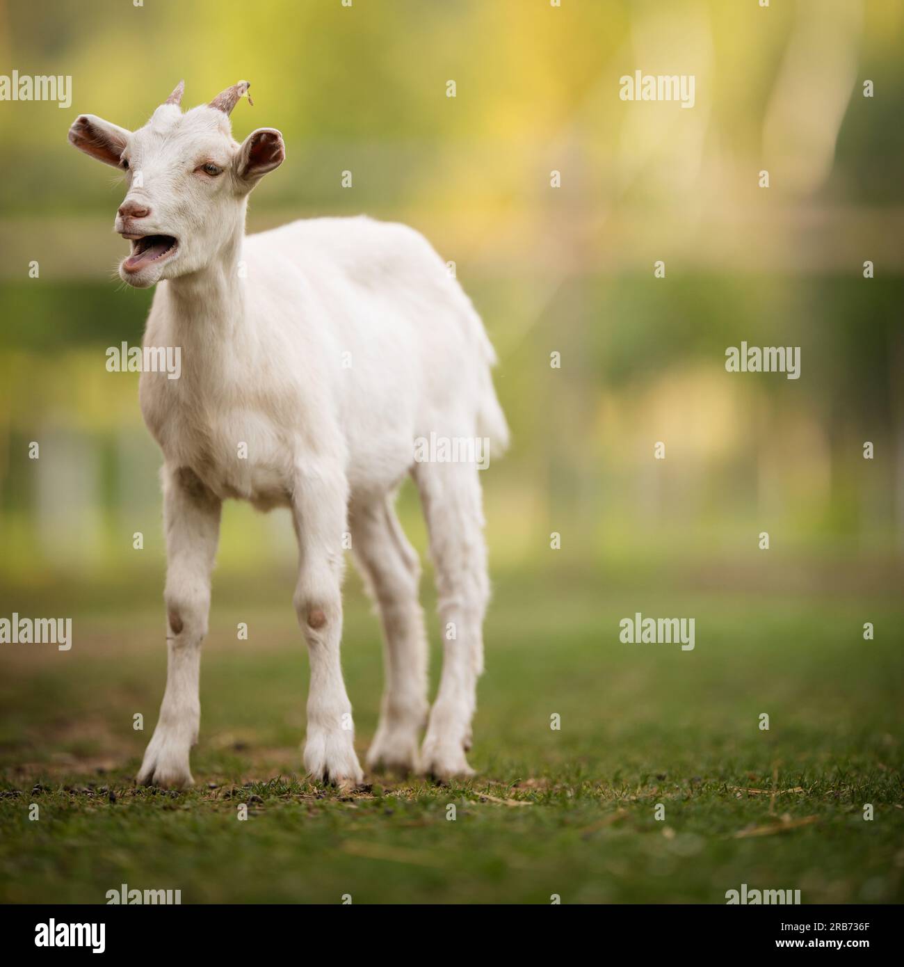 Cute goats on an organic farm, looking happy, grazing outdoors ...
