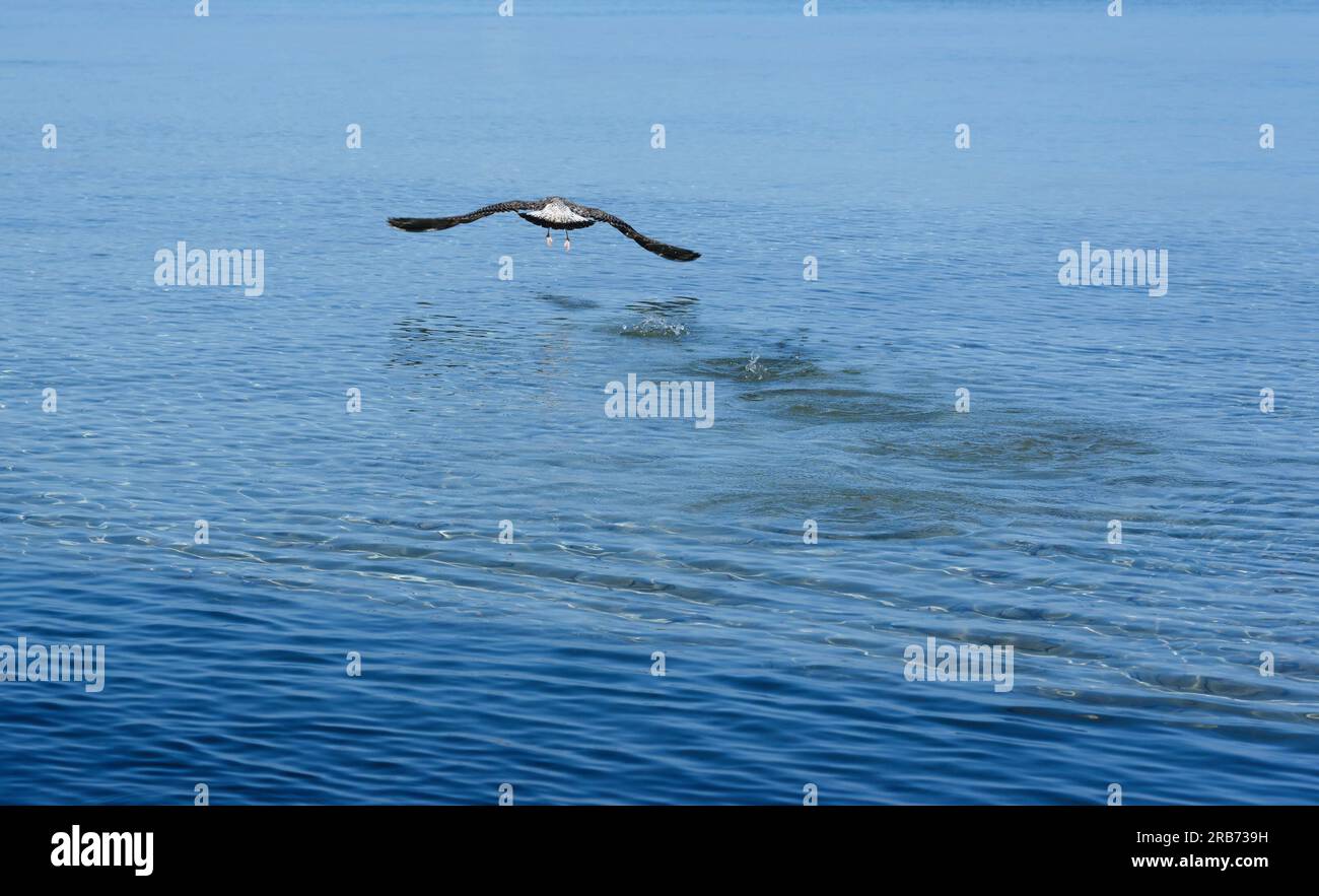 Flying seagull over sea water Stock Photo - Alamy