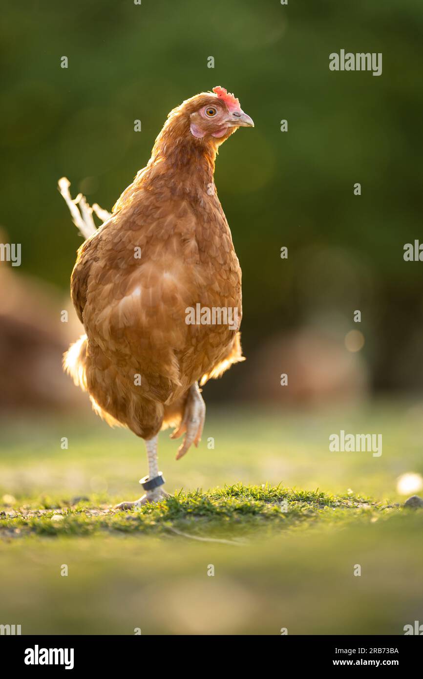 Hen in a farmyard (Gallus gallus domesticus Stock Photo - Alamy