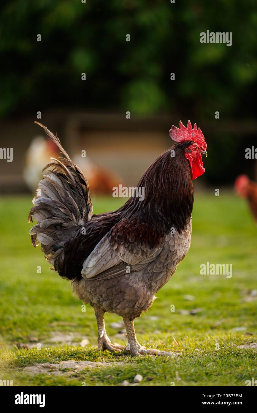 Hen in a farmyard (Gallus gallus domesticus Stock Photo - Alamy