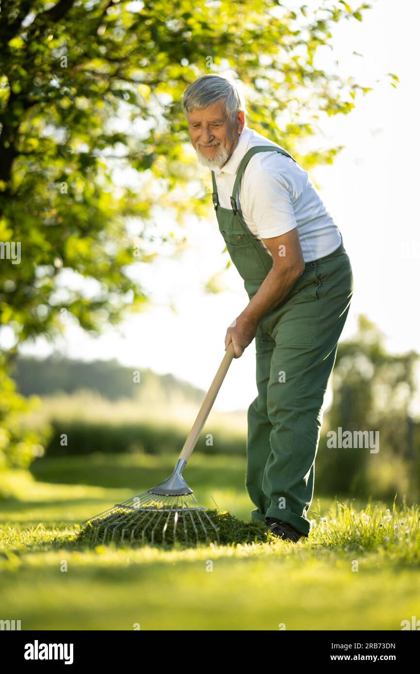 Senior gardener gardening in his permaculture garden - raking the lawn ...