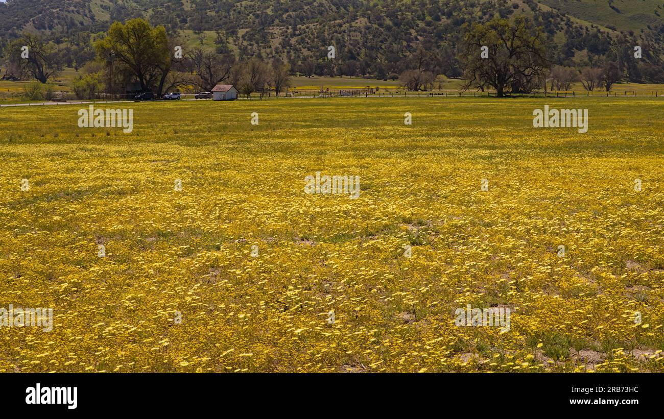 Yellow spring colors hi-res stock photography and images - Alamy