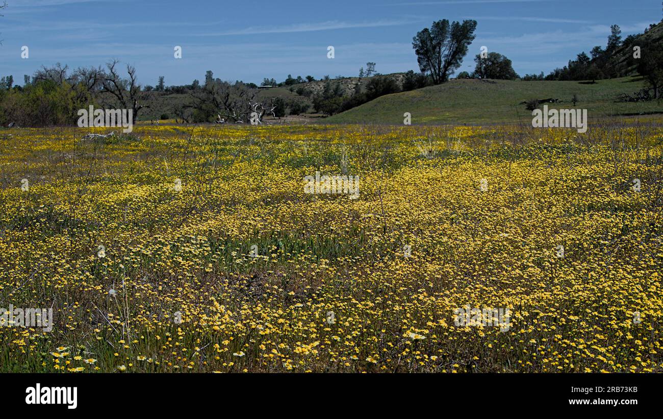 Yellow spring wildflowers hi-res stock photography and images - Alamy