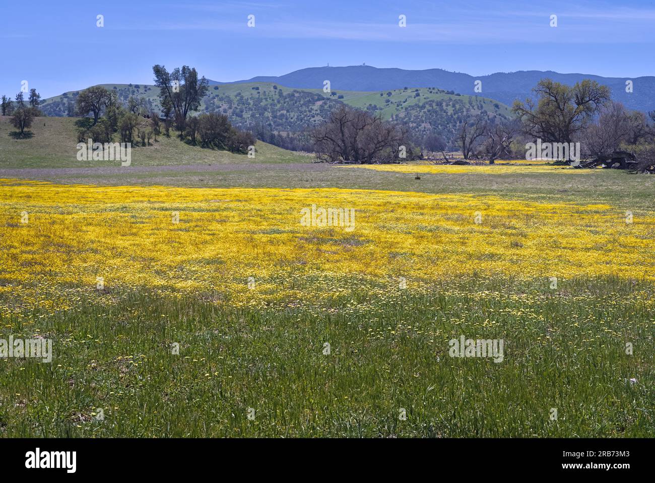 Yellow spring wildflowers hi-res stock photography and images - Alamy
