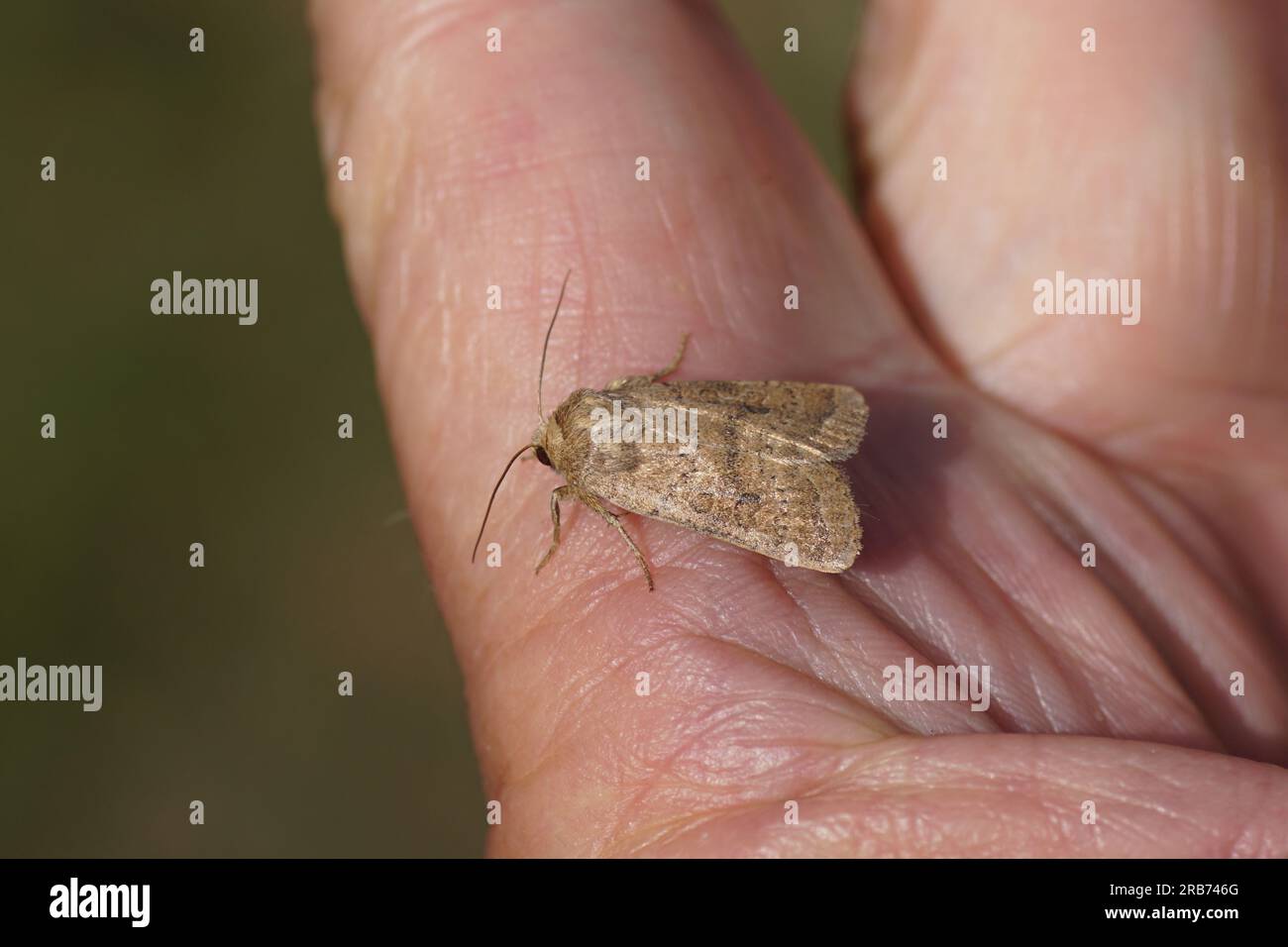 Uncertain (Hoplodrina octogenaria, syn. Hoplodrina alsines). Subfamily ...