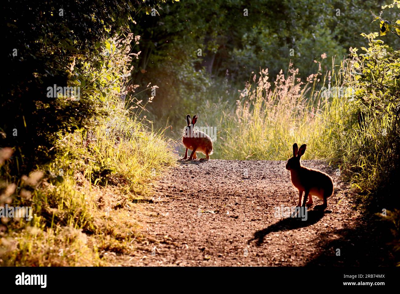 Hares in summer hi-res stock photography and images - Alamy