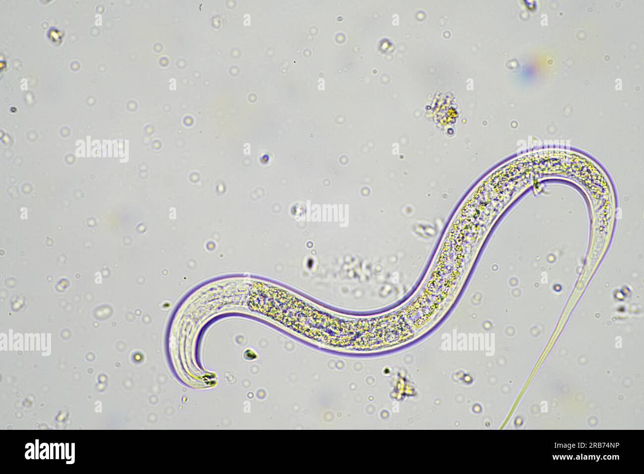 microorganisms and soil biology, with nematodes and fungi under the ...