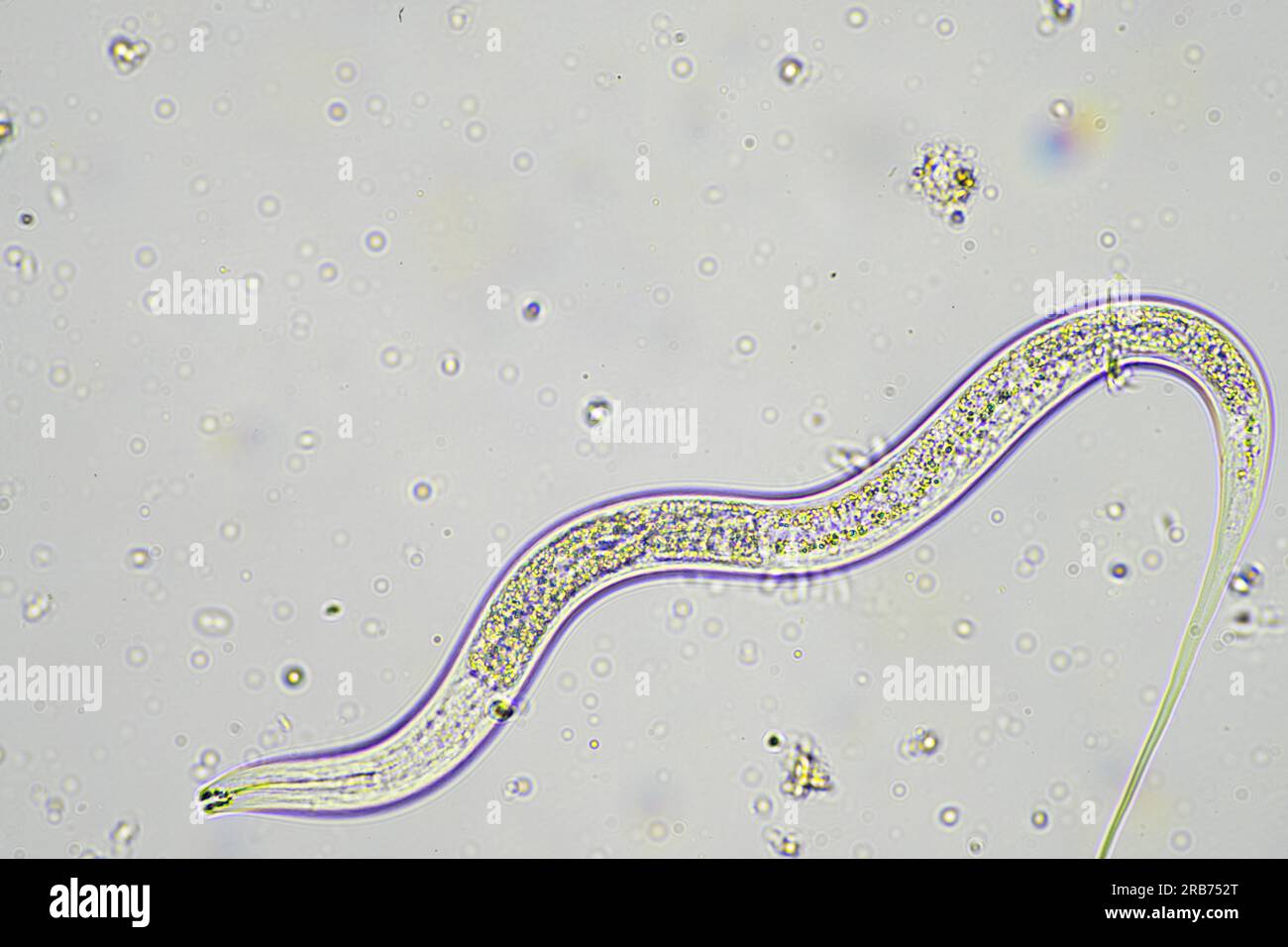 microorganisms and soil biology, with nematodes and fungi under the ...