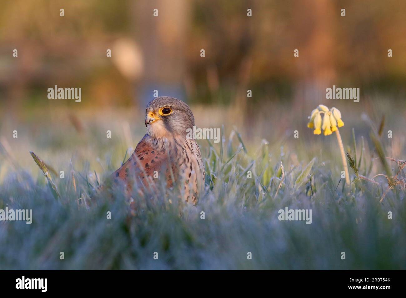 Kestrel hunting for ground prey hi-res stock photography and images - Alamy