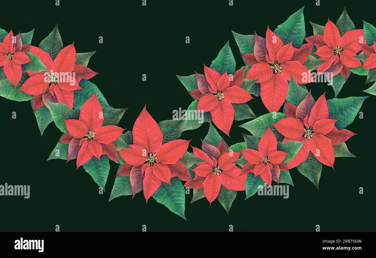 Watercolor illustration seamless curved border from red poinsettia ...