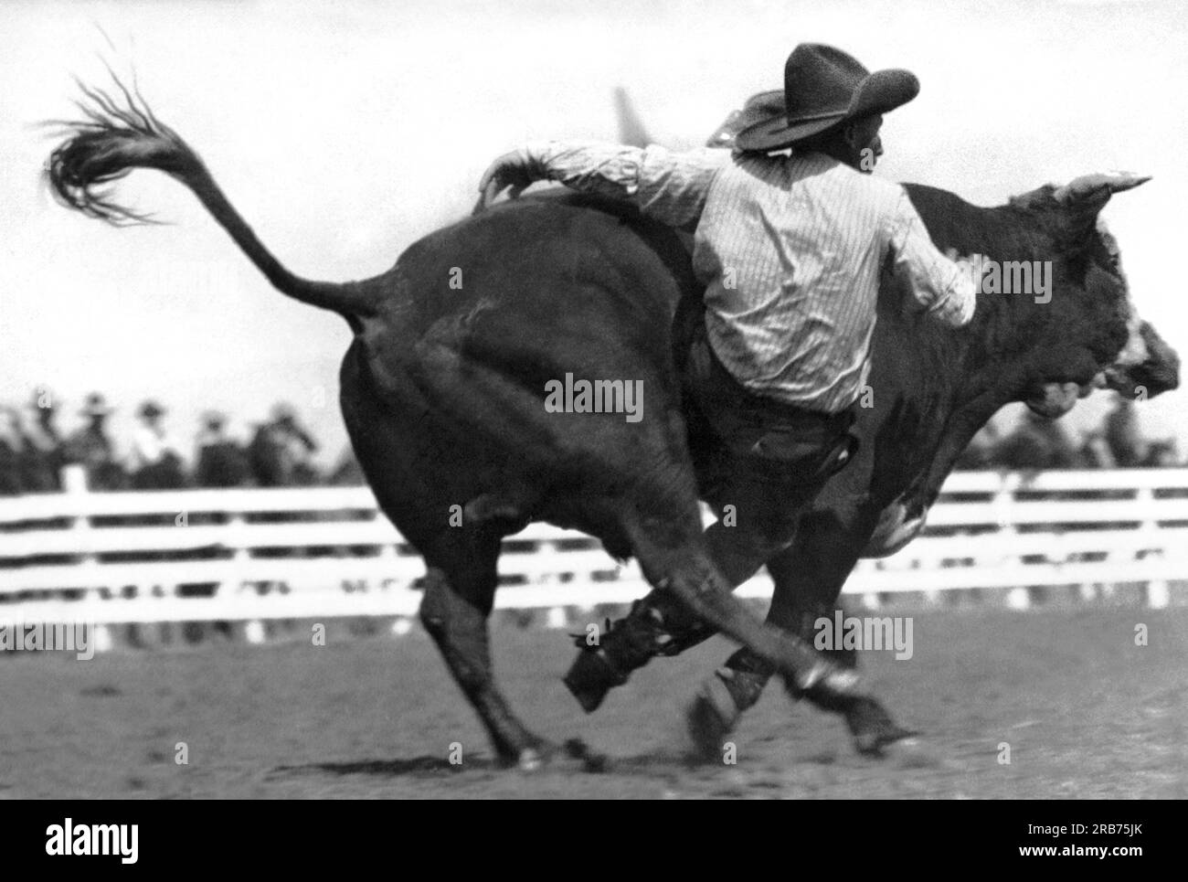 United States: c. 1934 A rodeo cowboy as he loses his grip in the bull ...