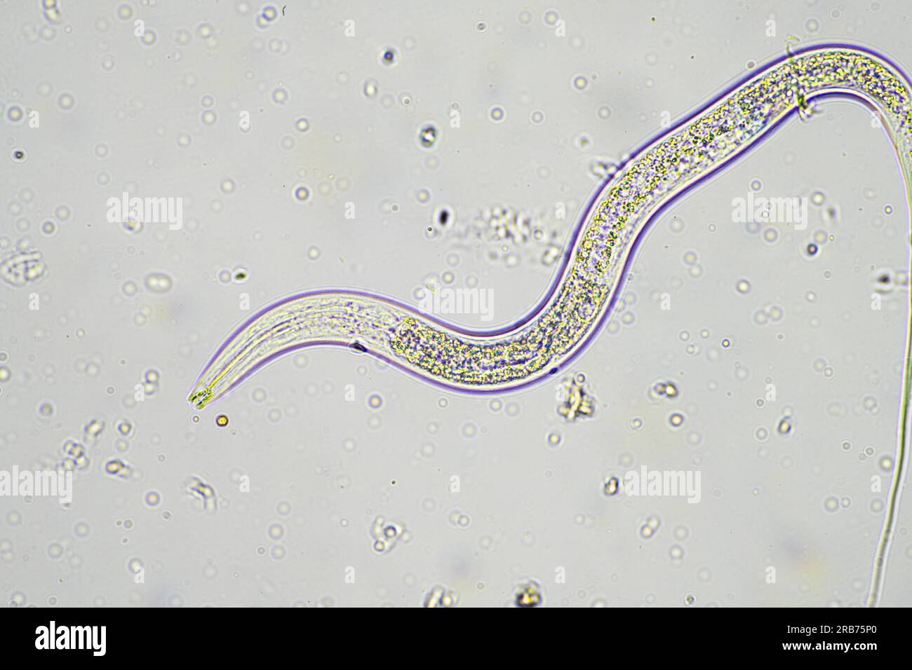 microorganisms and soil biology, with nematodes and fungi under the ...