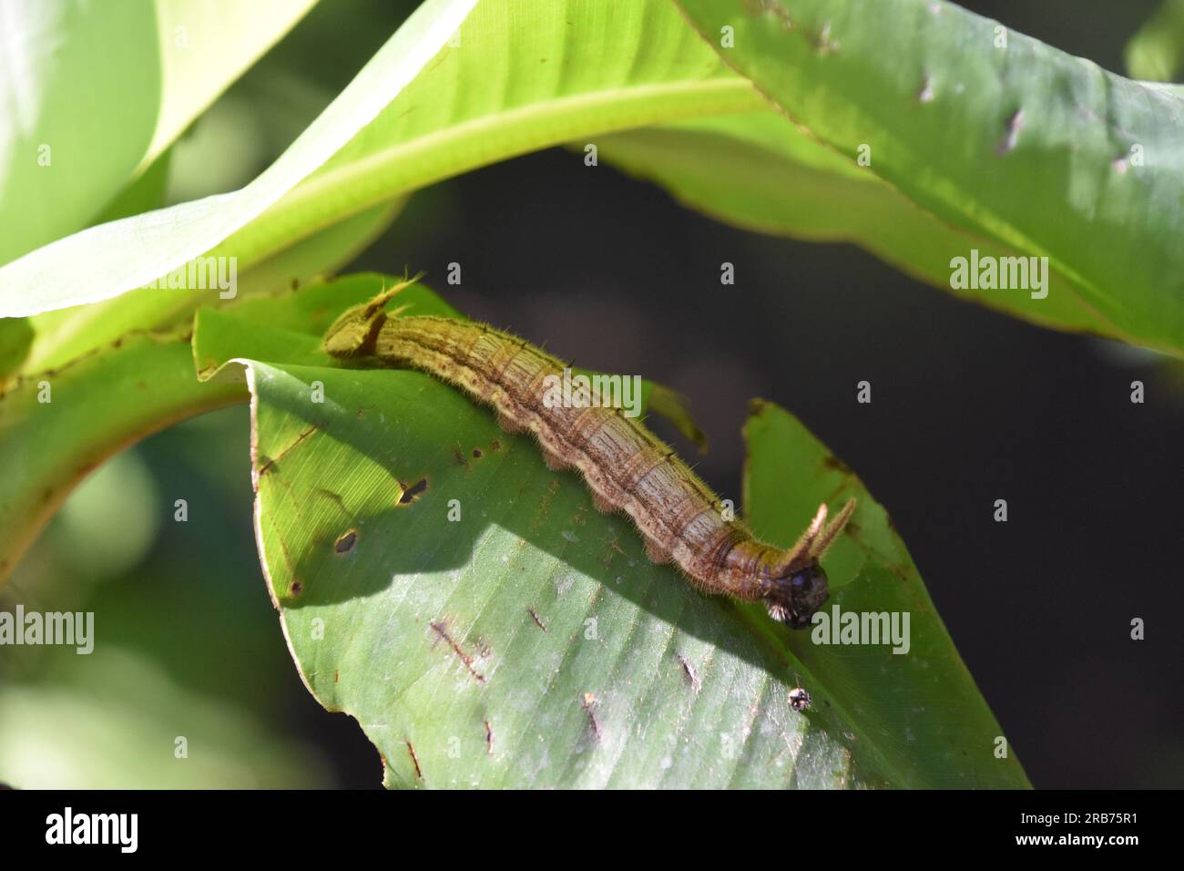 Long caterpillar creeping and crawling along a leaf in a garden Stock ...