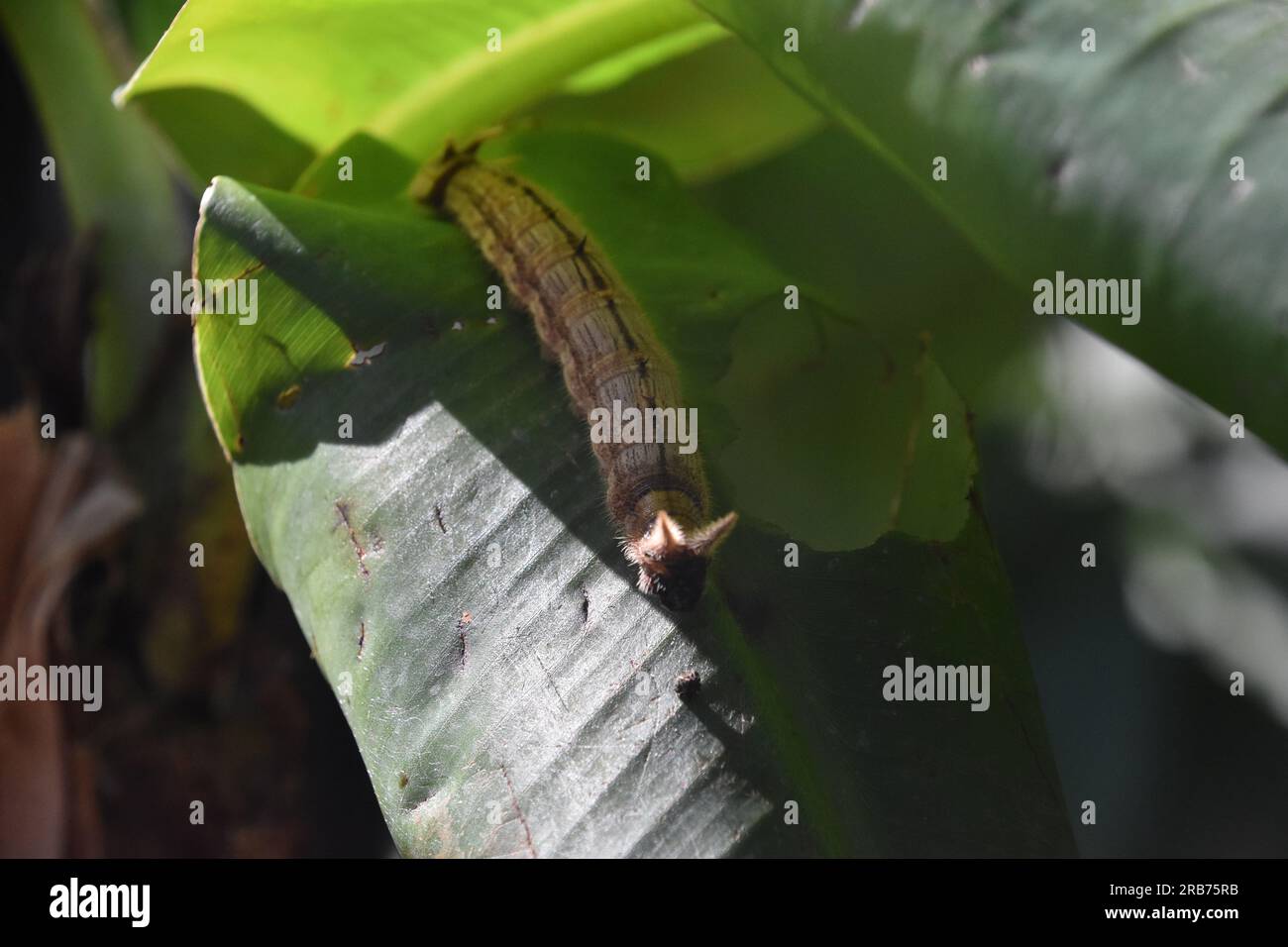 Fuzzy antennae moth hi-res stock photography and images - Alamy