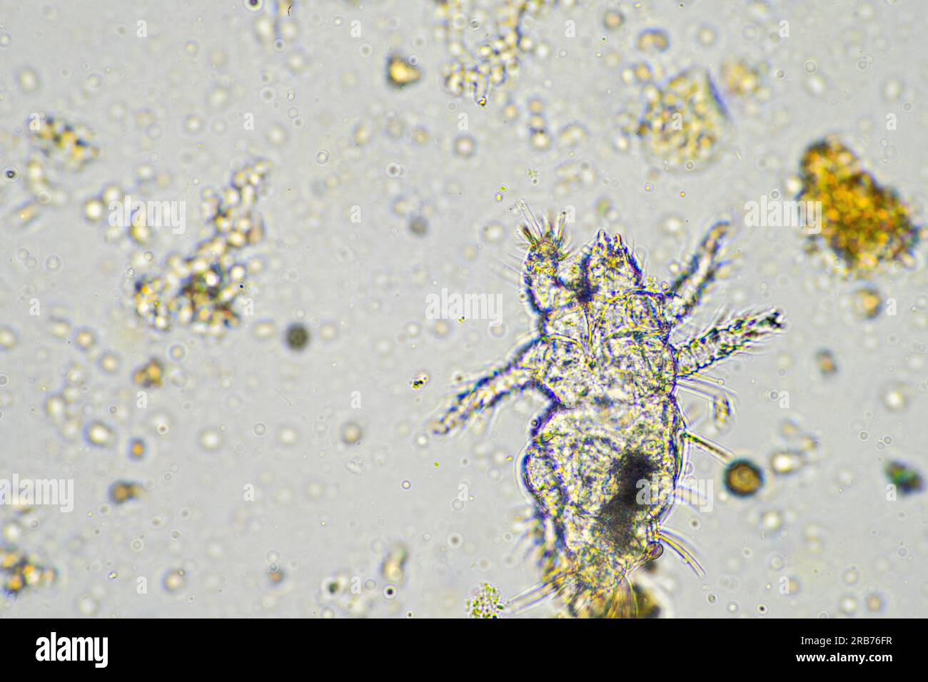 Soil nematode microscope hi-res stock photography and images - Alamy