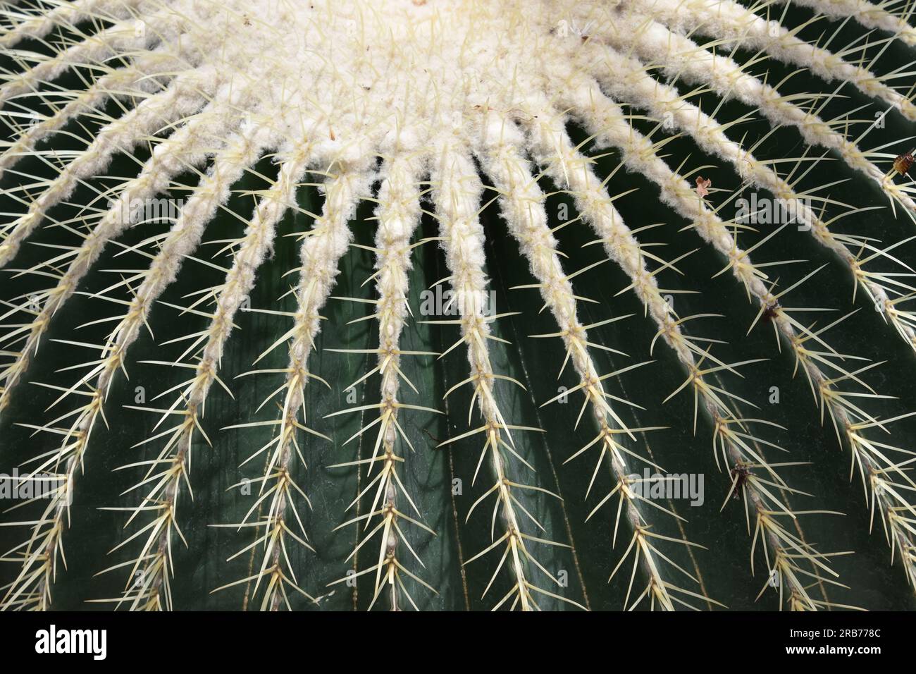 Sharp prickly spines surrounding a barrel cactus up close Stock Photo ...