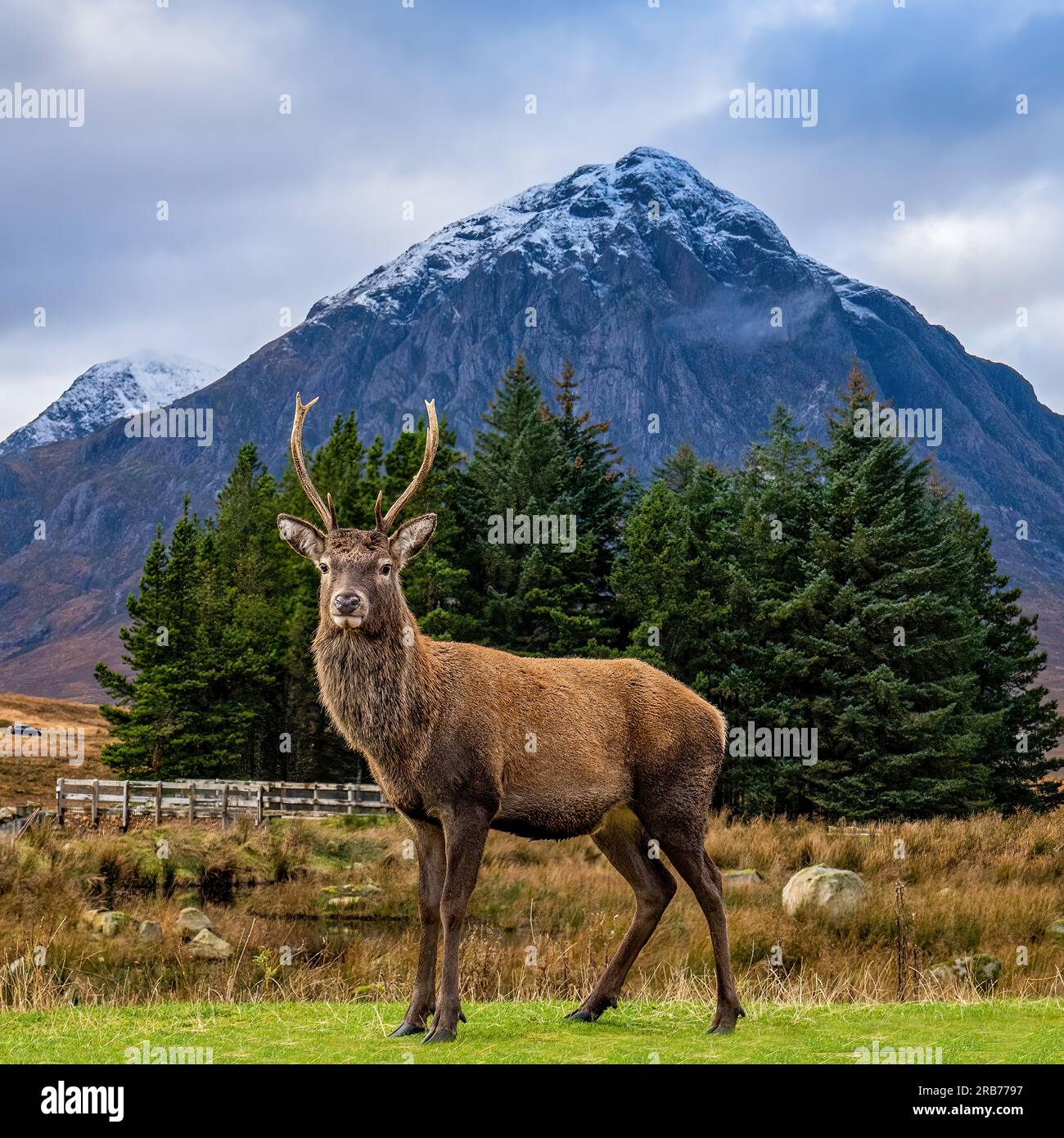 Wild Stag in front of snow capped mountain in Glencoe Scotland Stock ...