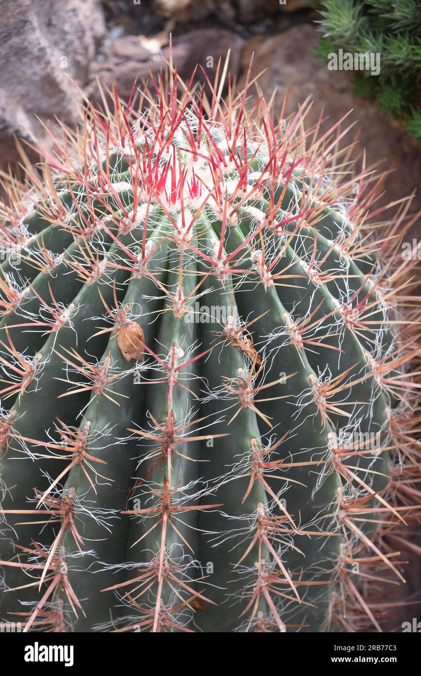 Sharp pink prickly thorns in a pattern around a cactus Stock Photo - Alamy