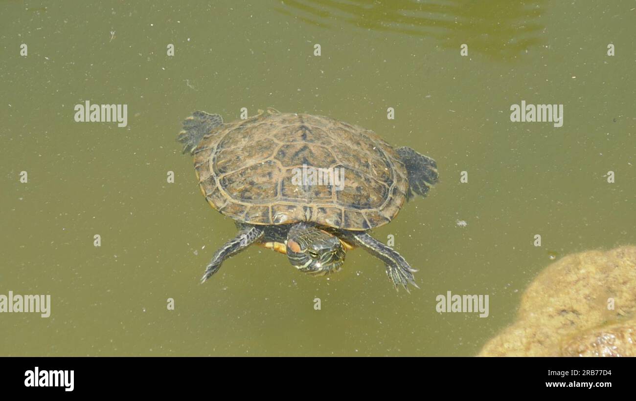 Culver City, California, USA 6th July 2023 Turtle in pond in The Grotto ...