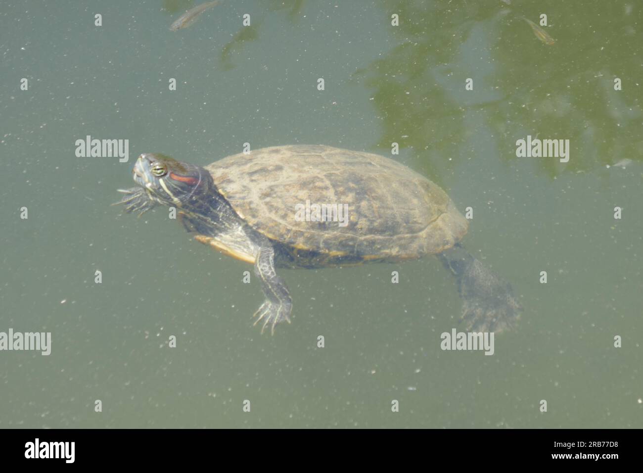 Grotto of holy cross cemetery hi-res stock photography and images - Alamy
