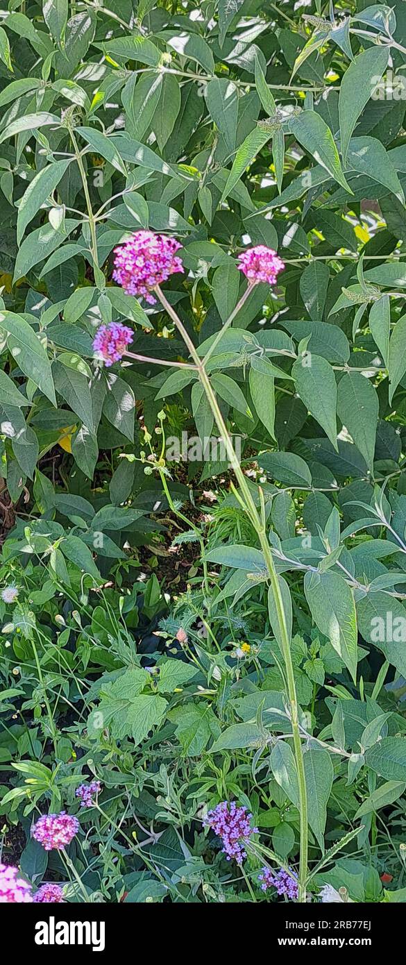 Prime flowers hi-res stock photography and images - Alamy