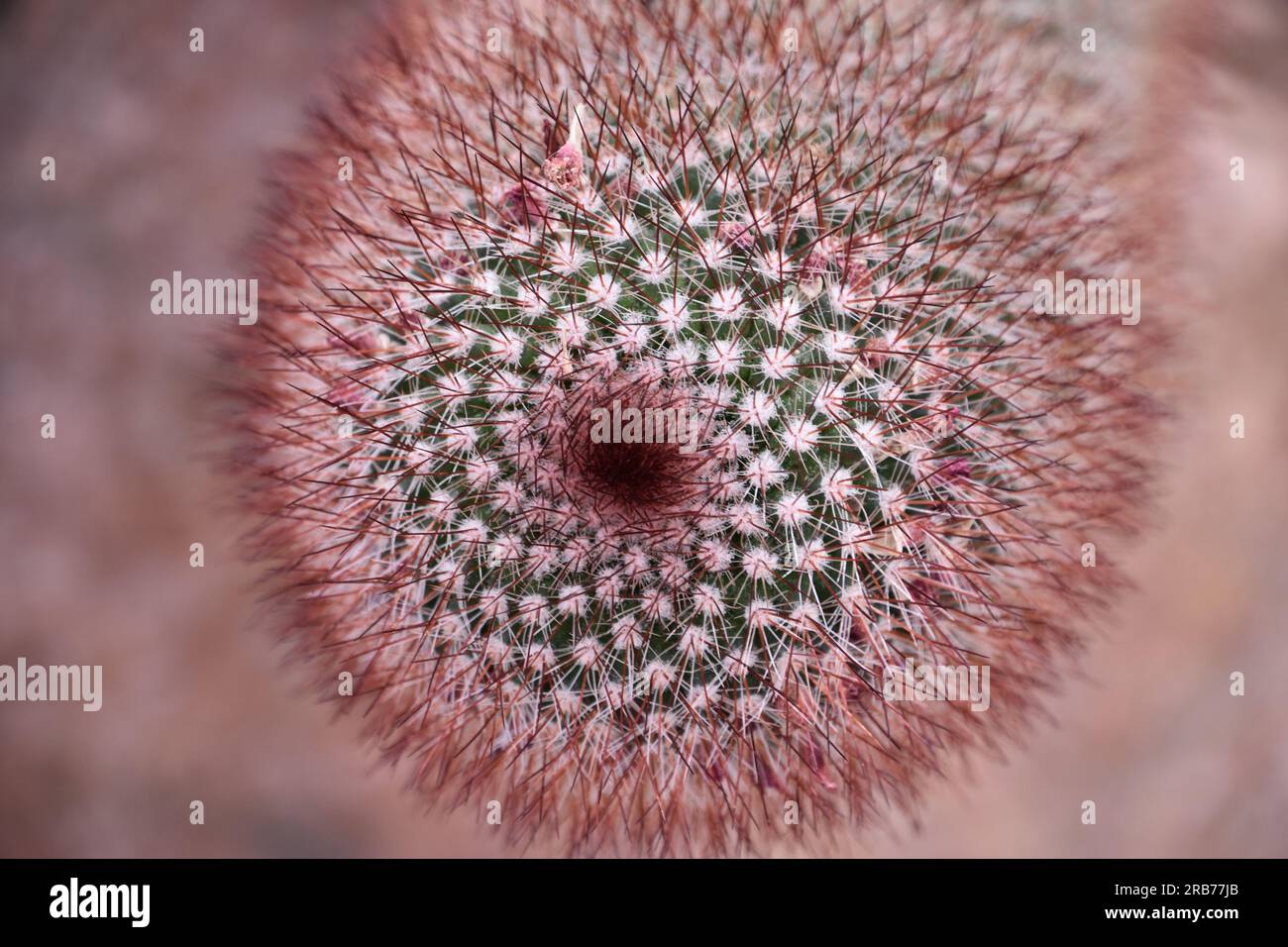 Sharp red spikey thorns covering a tall thin cacti Stock Photo - Alamy