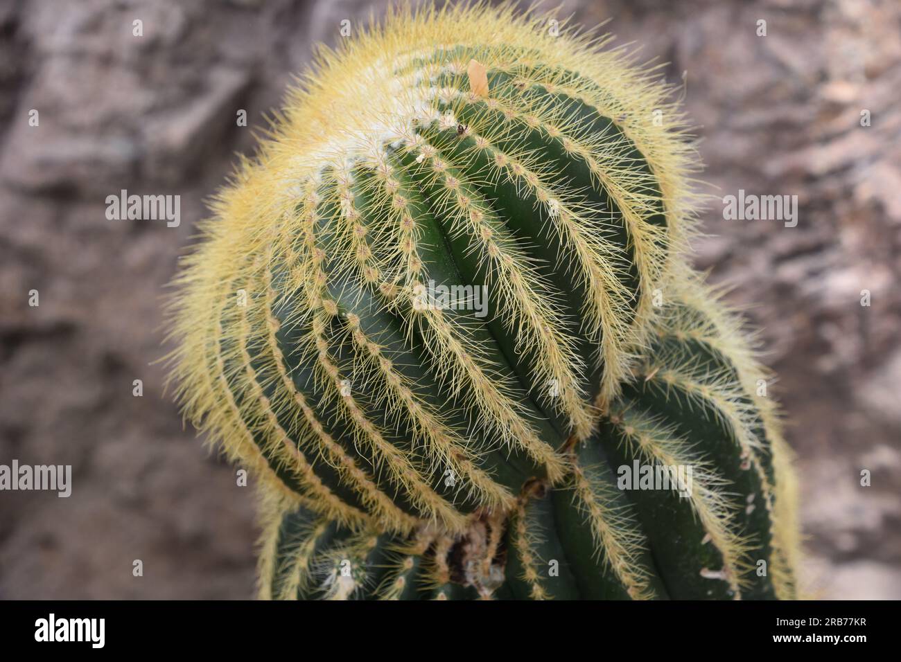 Cacti covered with pale yellow spines in the arid desert Stock Photo ...
