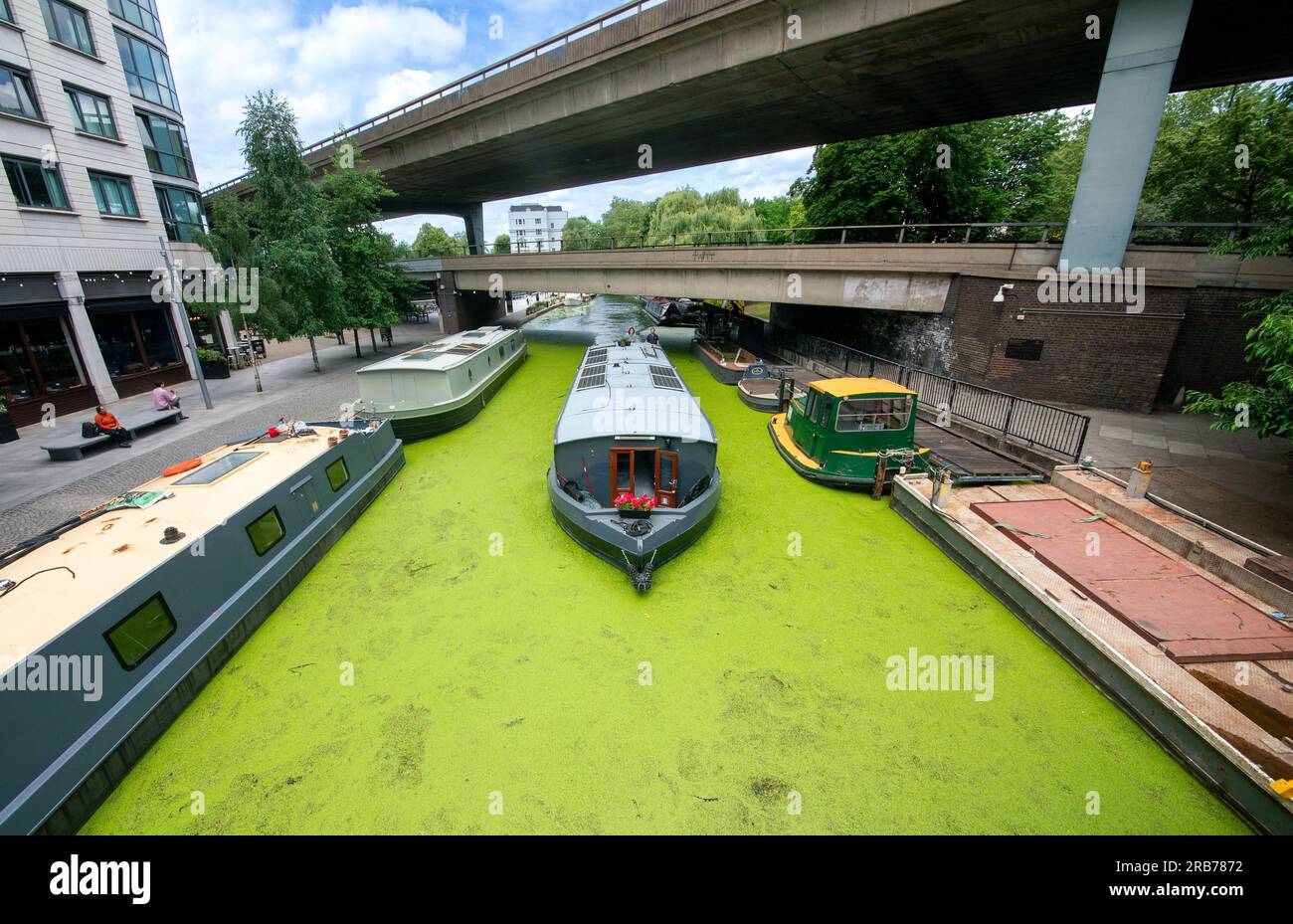 © Jeff Moore HOT WEATHER - A canal boat sails through a bed duck weed ...