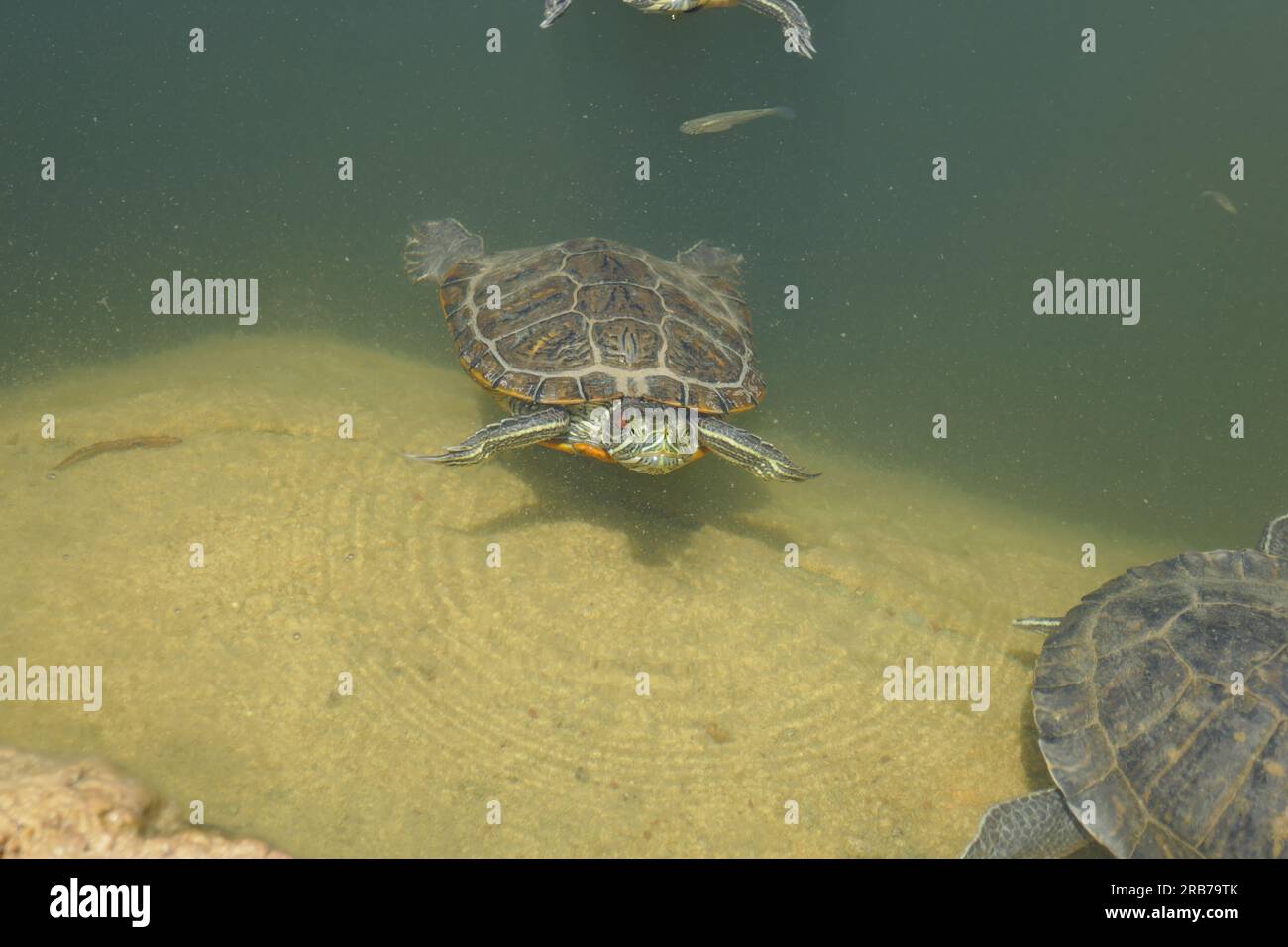 Culver City, California, USA 6th July 2023 Turtles in The Grotto at ...