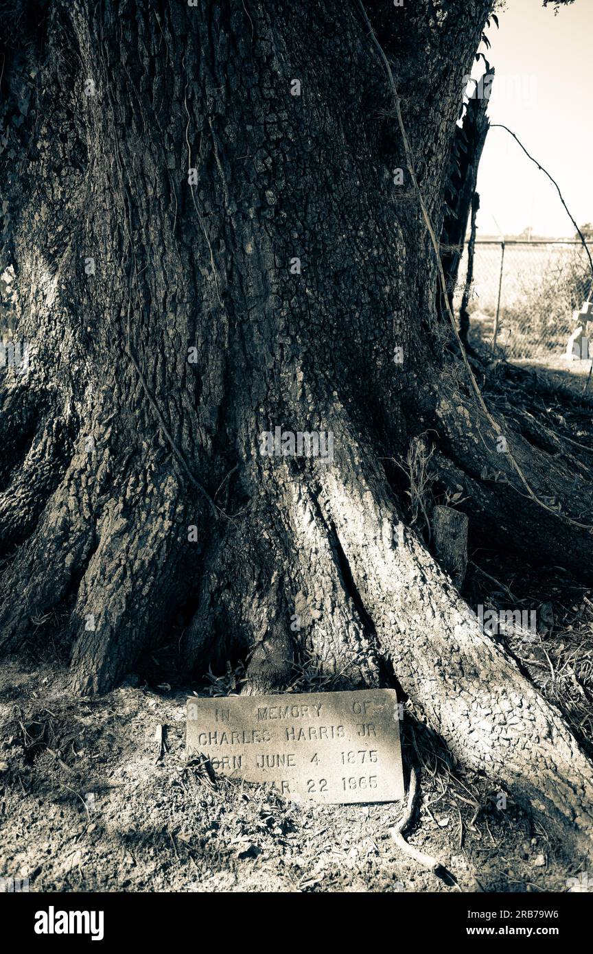 This is a portrait view of the memorial and tree, so that more of this ...