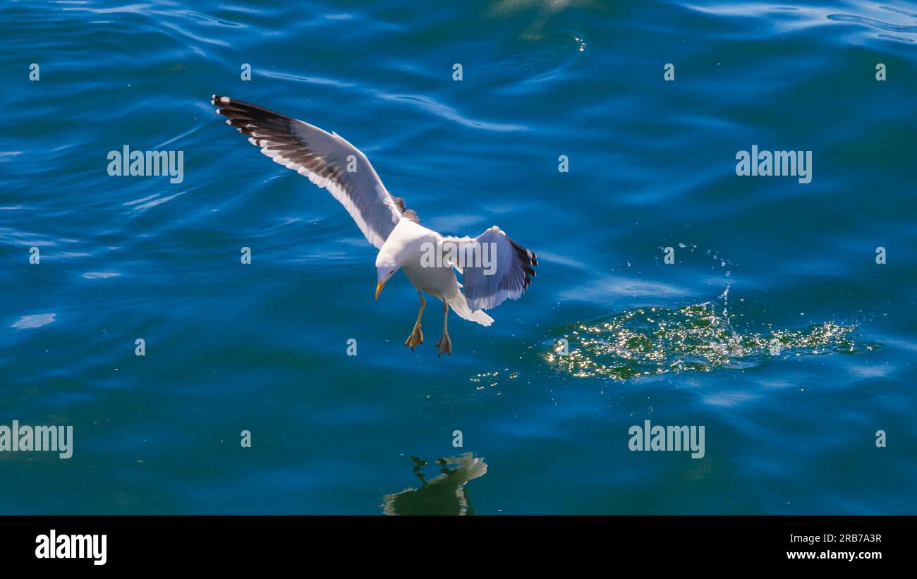 Close up picture of a flying seagull over water during daytime Stock ...