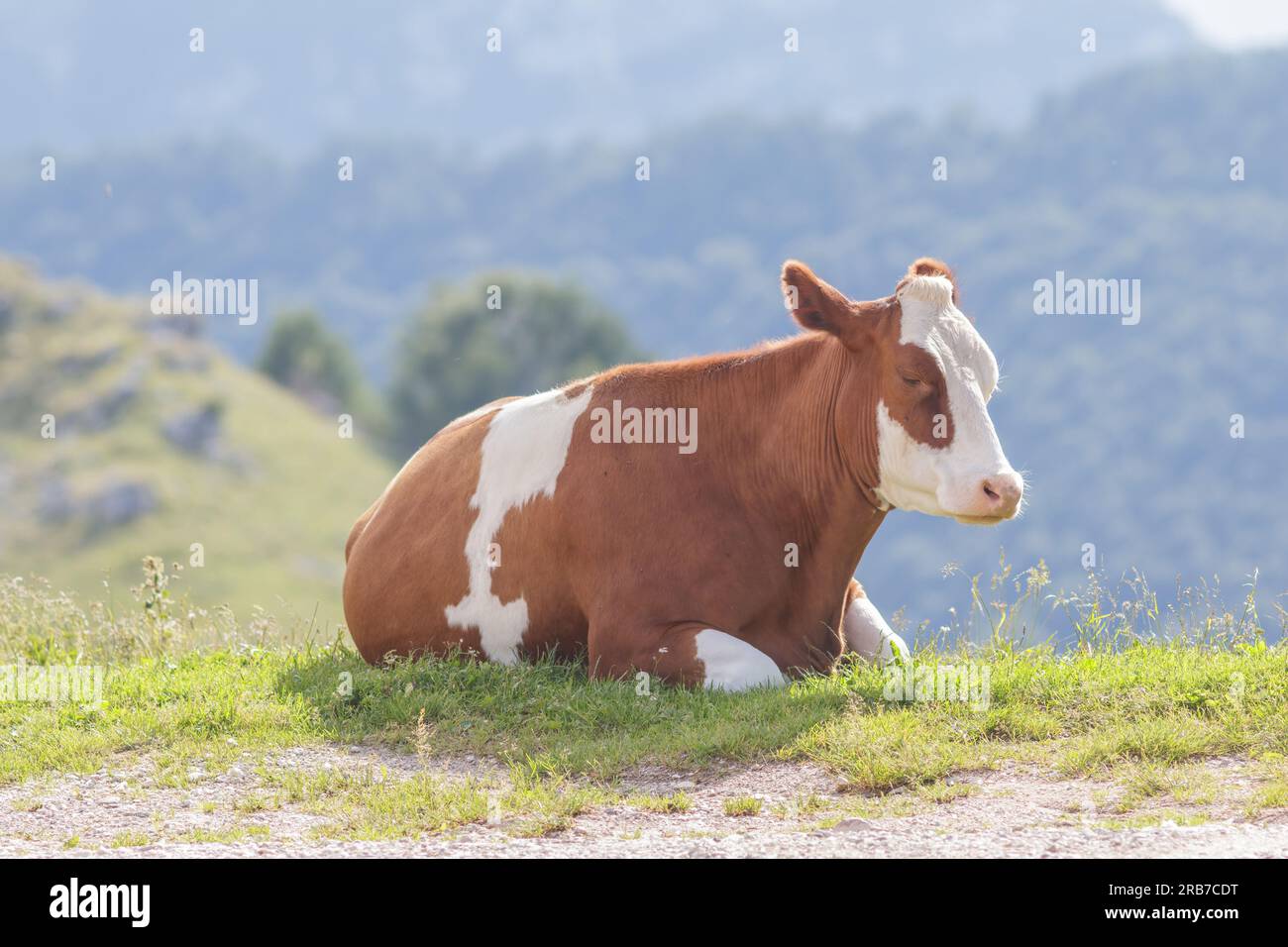 Relaxed cow with closed eyes, soaking up the sun near a mountain trail ...
