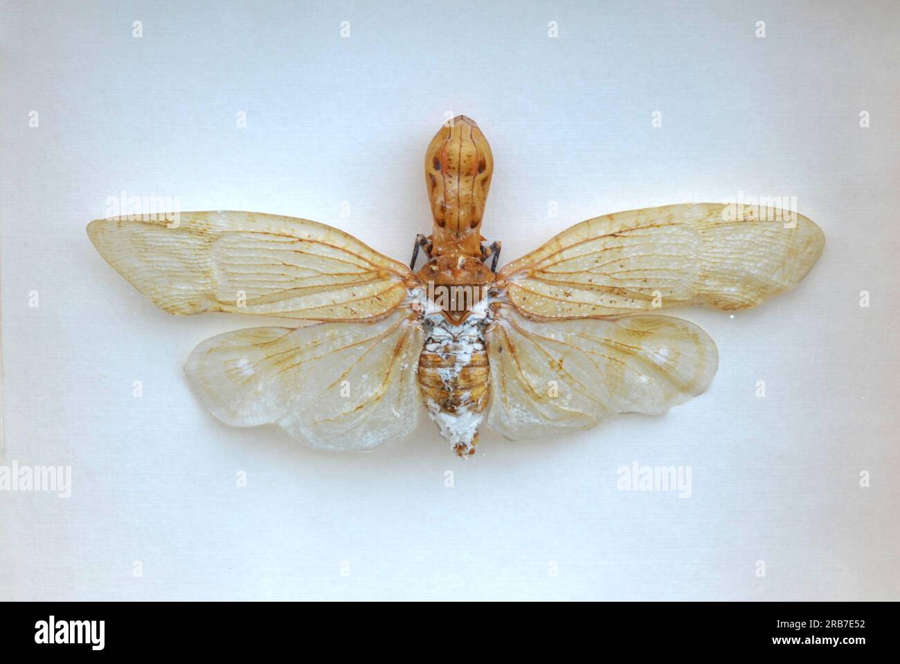 Fulgora laternaria spread is common in Central and South America ...