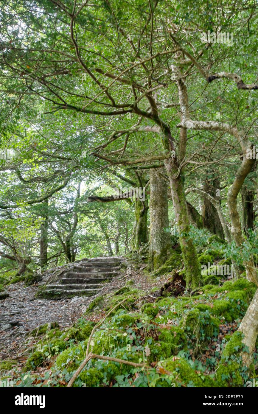 Dense and green forest in Killarney National Park in Ireland Stock ...