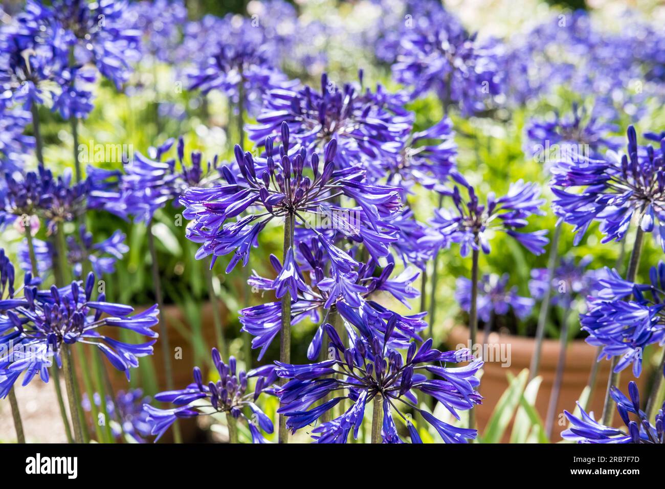 Flora and the midnight garden hi-res stock photography and images - Alamy