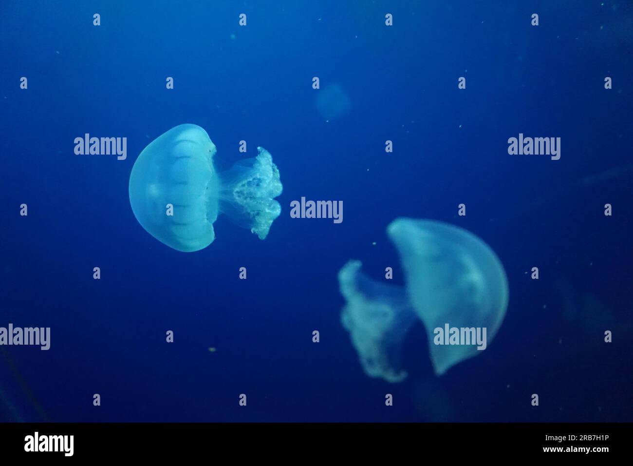 Two jellyfish hi-res stock photography and images - Alamy